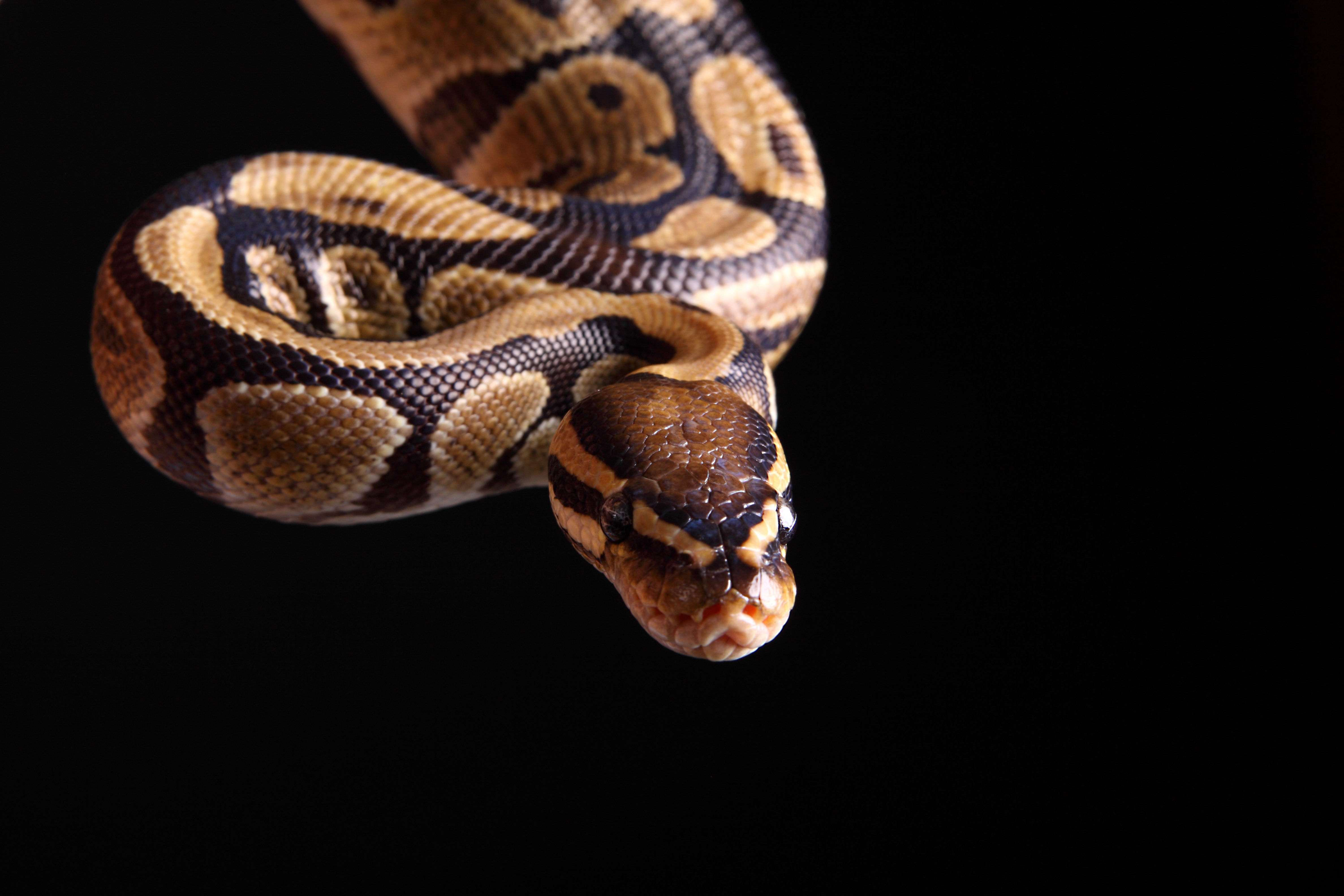Ebern Designs Ball Python by Jenjen42 | Wayfair