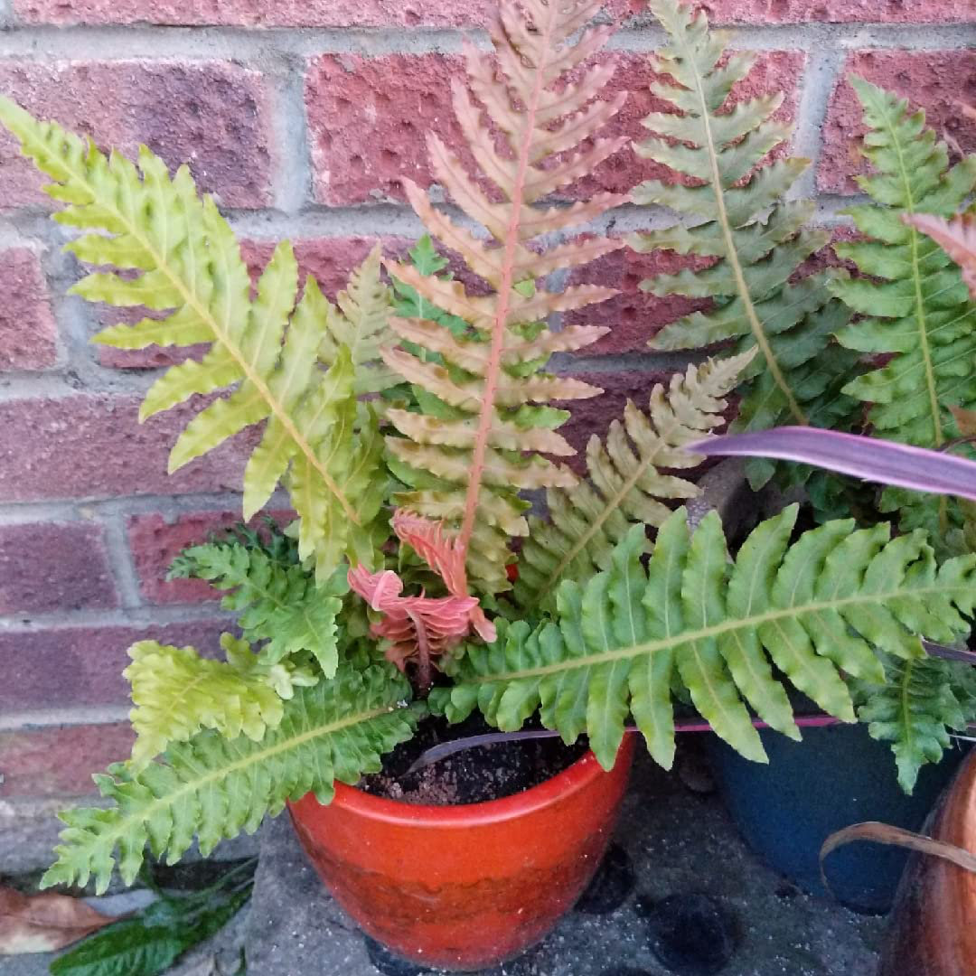 Wekiva Foliage LLC Brazilian Tree Fern - Live Plant in a 6 Inch Pot ...