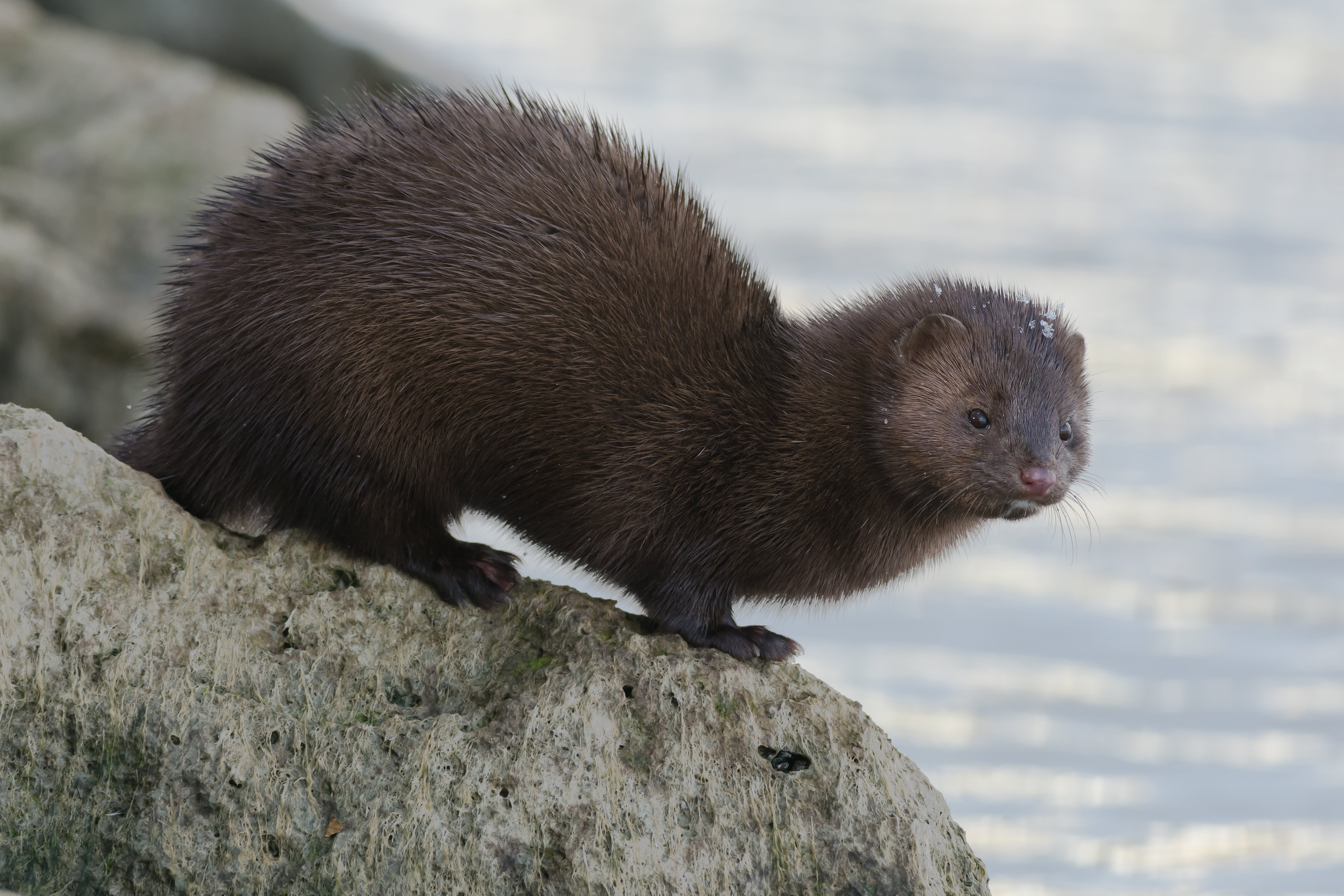 Highland Dunes American Mink by - Wrapped Canvas Photograph - Wayfair ...