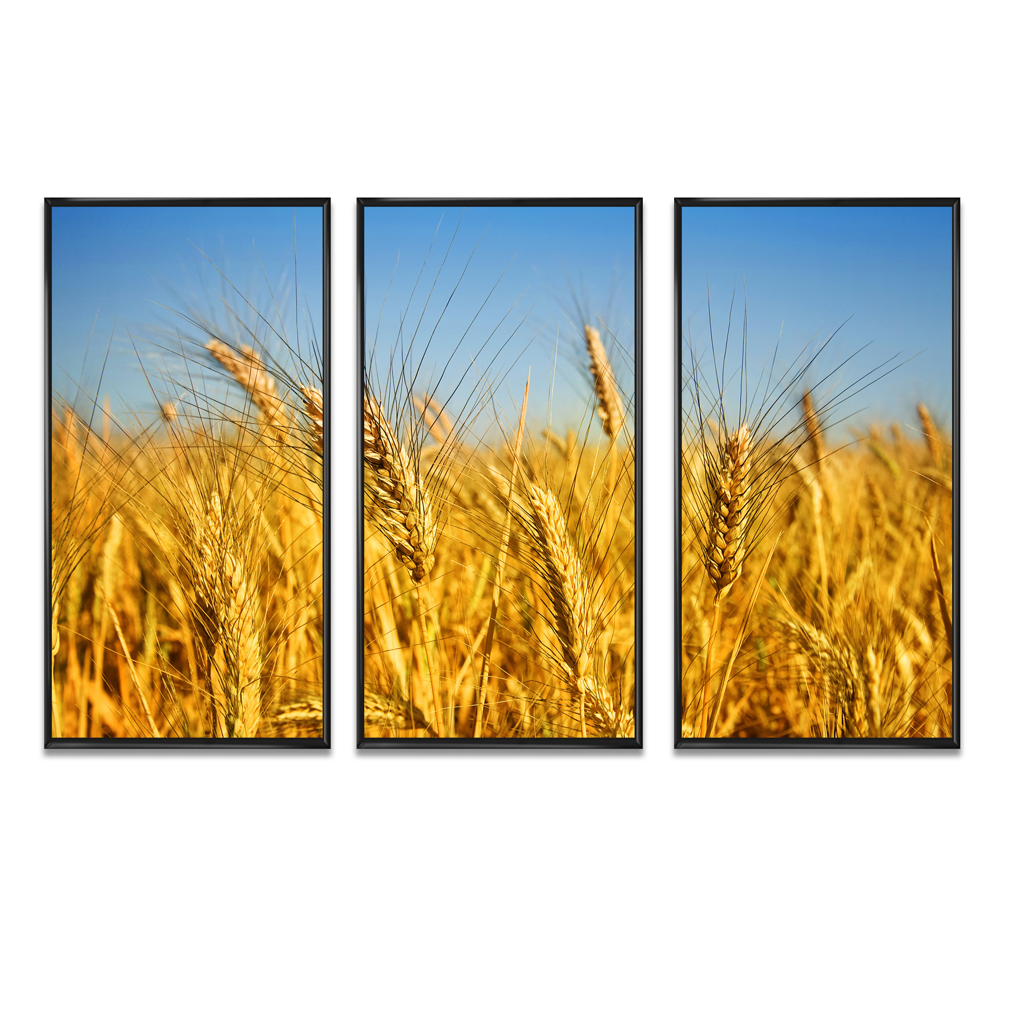 August Grove® Bright Golden Wheat Field " Bright Golden Wheat Field " 3 ...
