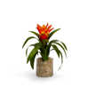 T&C Floral Company Tropical Bromeliad Centerpiece in Glass Jar ...