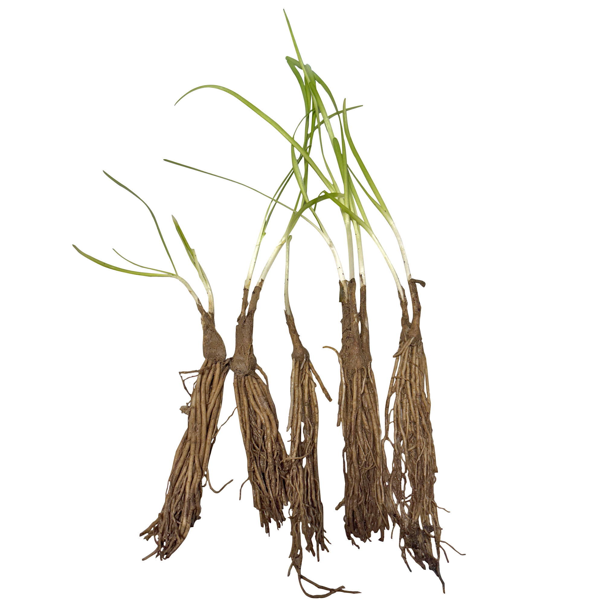 Primrue 10 Plants: Garlic Chives Live Plant Bare Roots Hardy Perennial ...