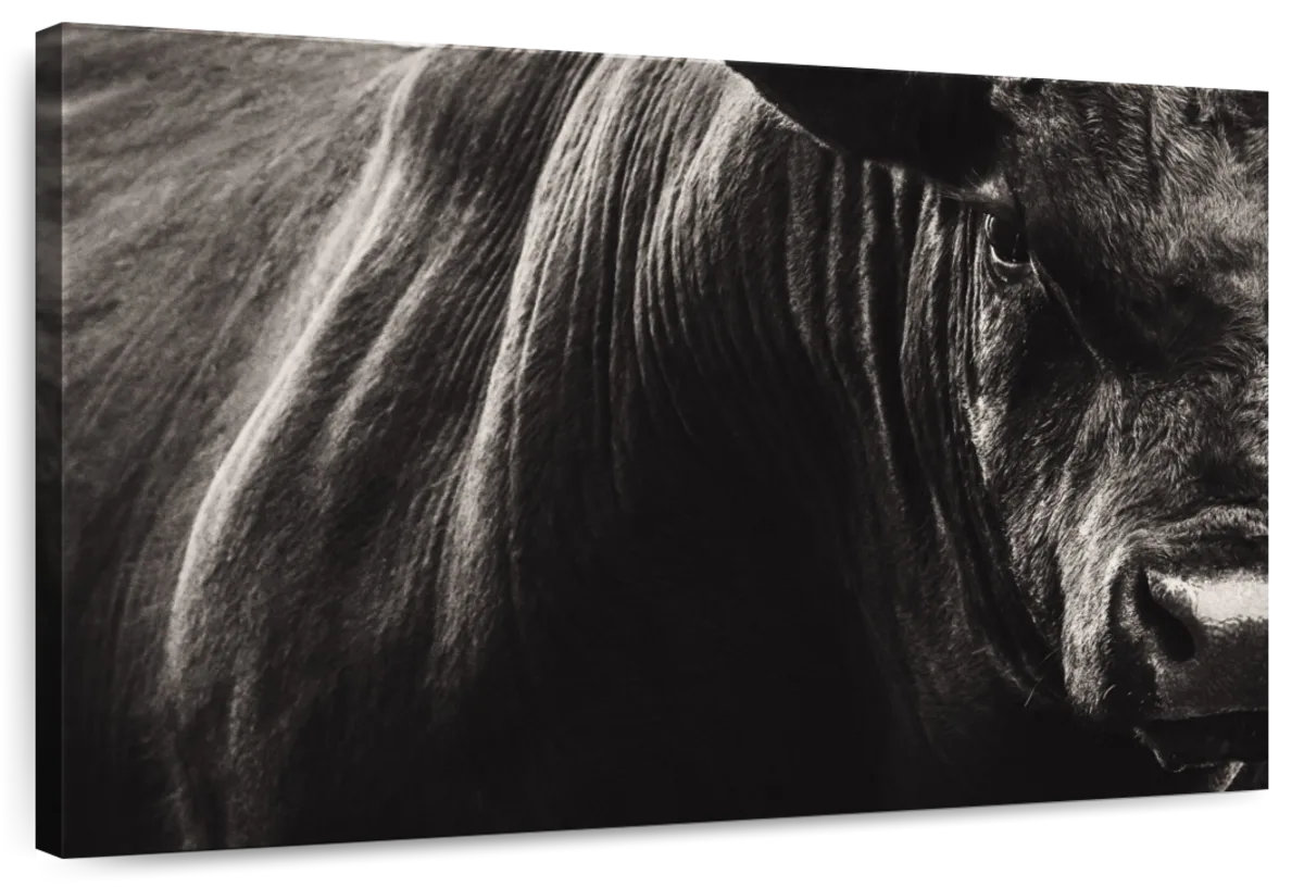Ebern Designs Black Angus Bull Close Up - Wayfair Canada