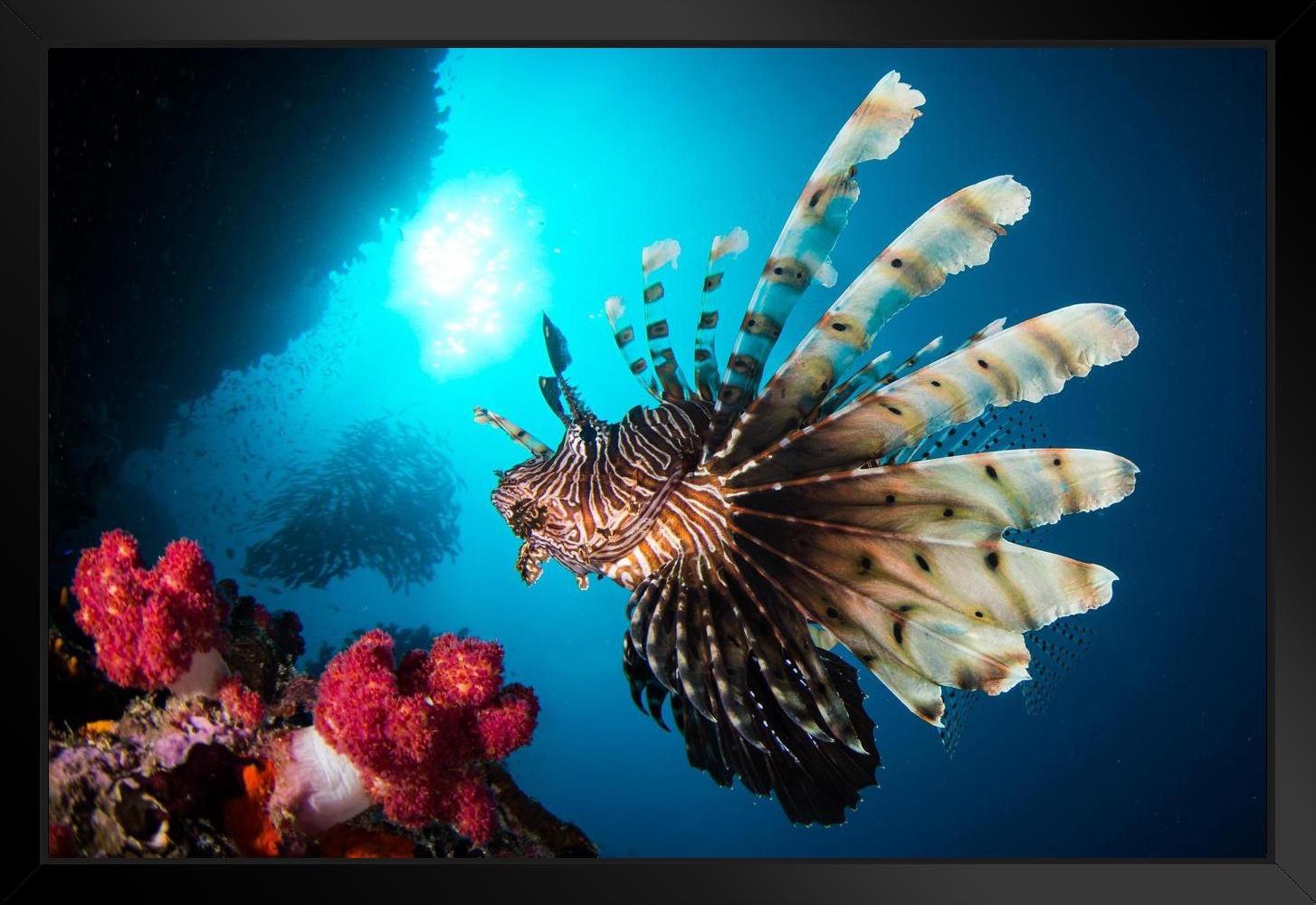 Rosecliff Heights Red Lionfish Swimming In A Reef Photograph Cool Fish ...