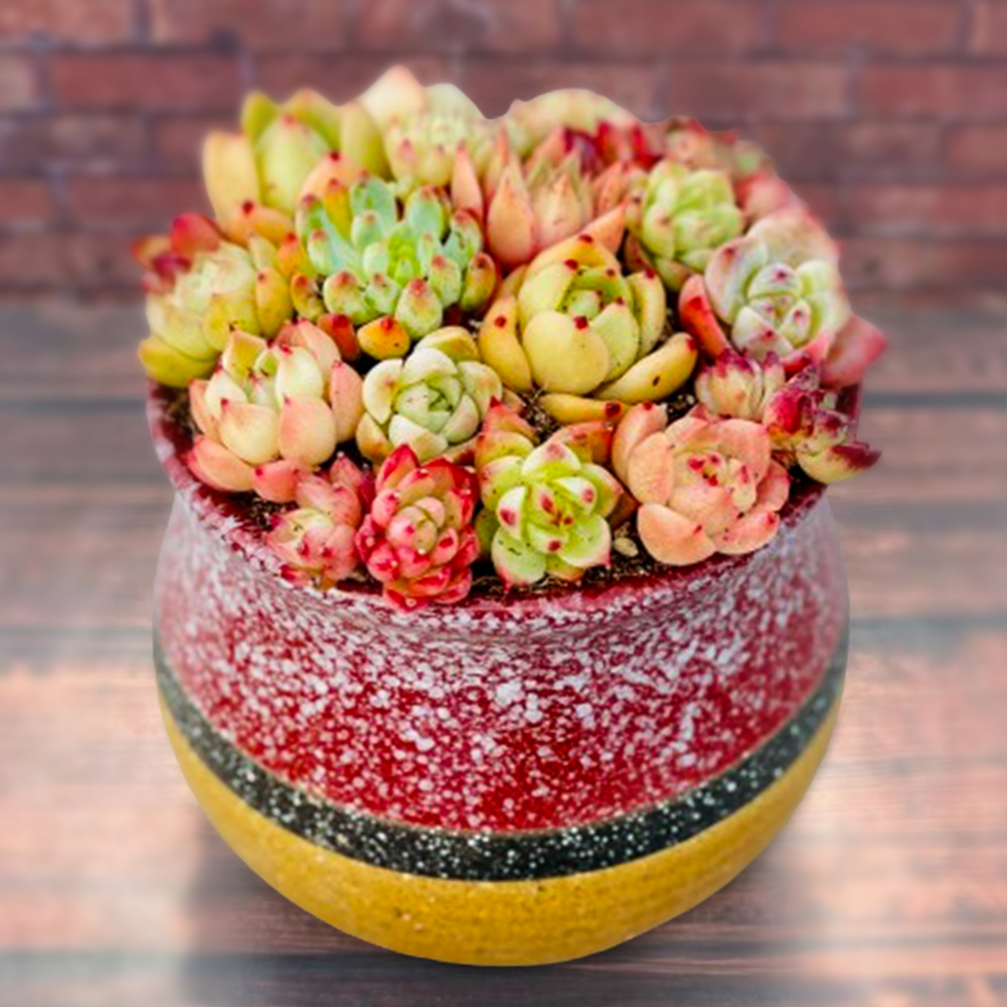Vandia Live Succulents Plants,elegant Succulent Combination Cut Flower ...