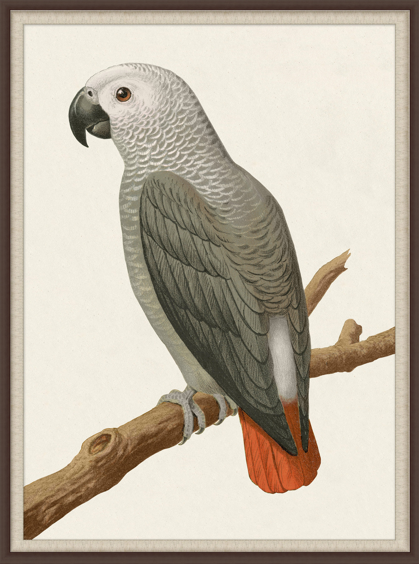 Lillian August Gray Parrot 2' Framed Print on Glass | Wayfair