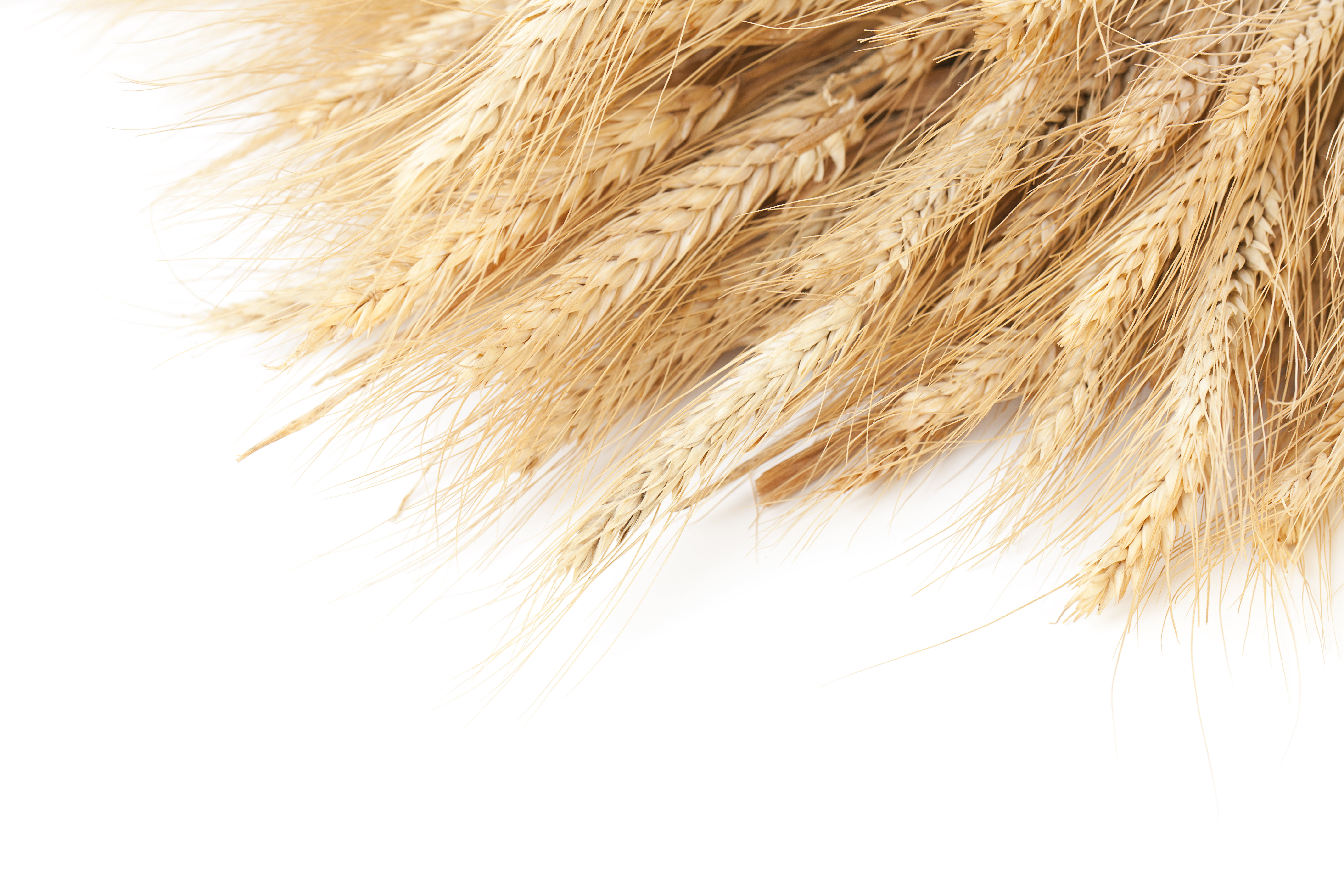 Ebern Designs Bunch of Wheat Stems on White by Alina555 | Wayfair