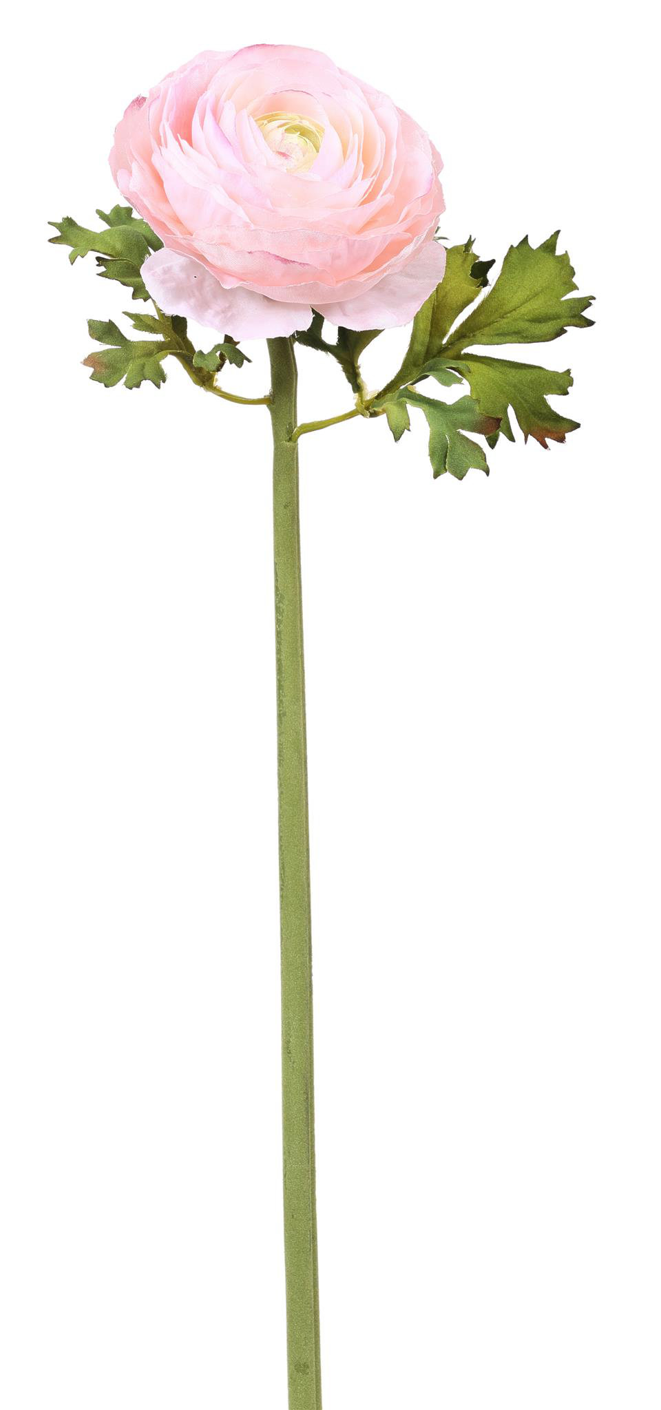 Ophelia & Co. OPEN RANUNCULUS STEM | Wayfair