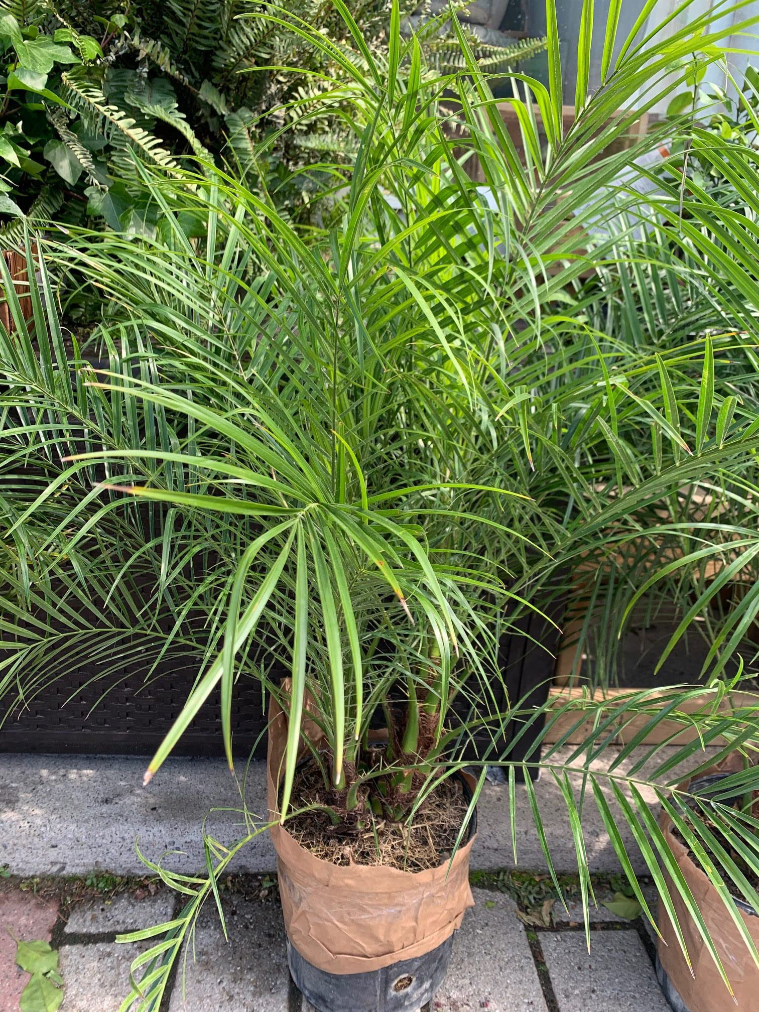 Wekiva Foliage LLC Phoenix Roebellini Pygmy Date Palm - Live Plant in a ...