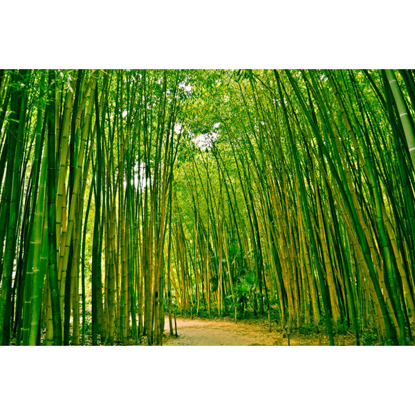 Bay Isle Home™ Woodstock Bambusoideae Bamboo Forest - Wrapped Canvas ...