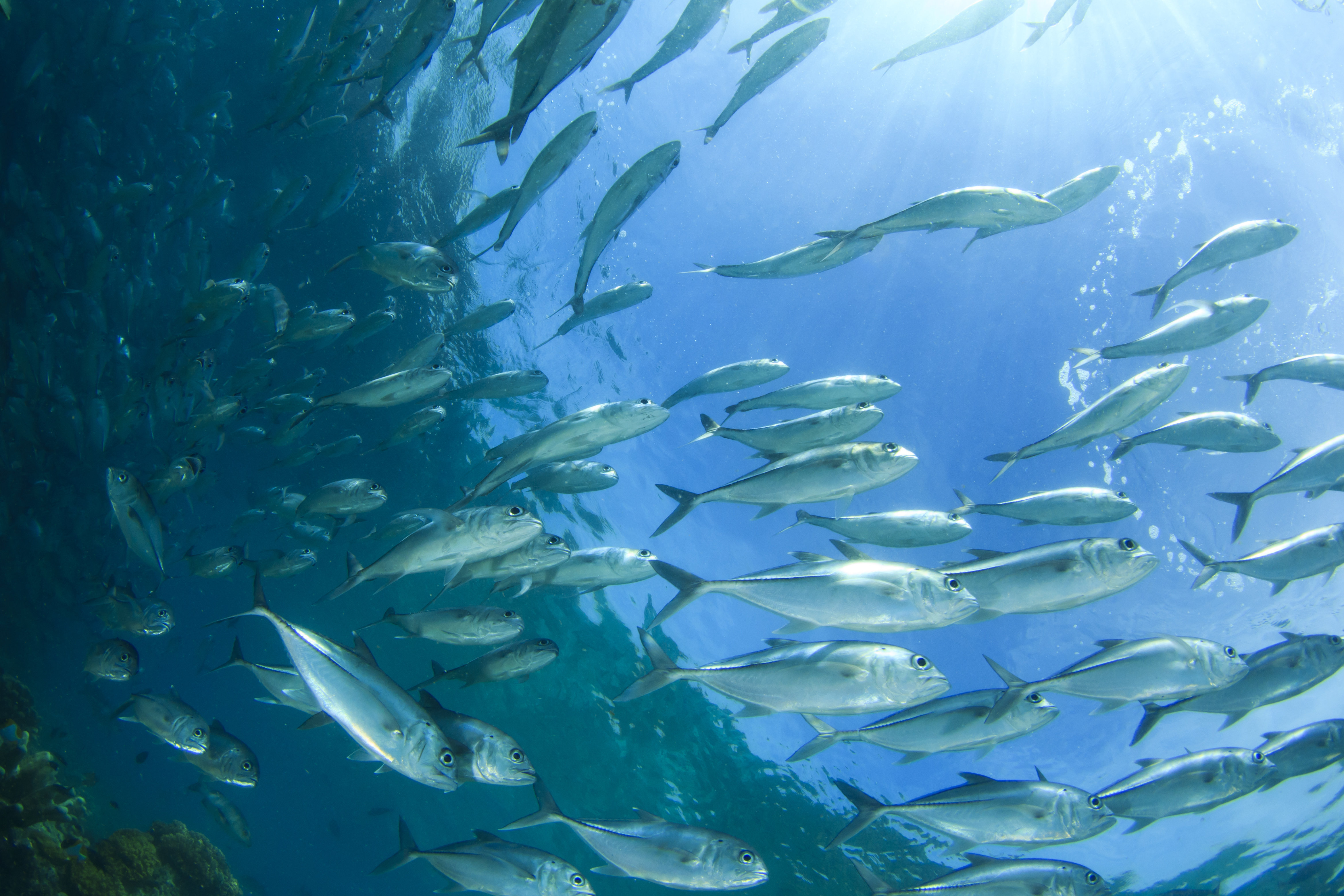 Rosecliff Heights Chauntell Bigeye Trevally Fish On Canvas by Richcarey ...