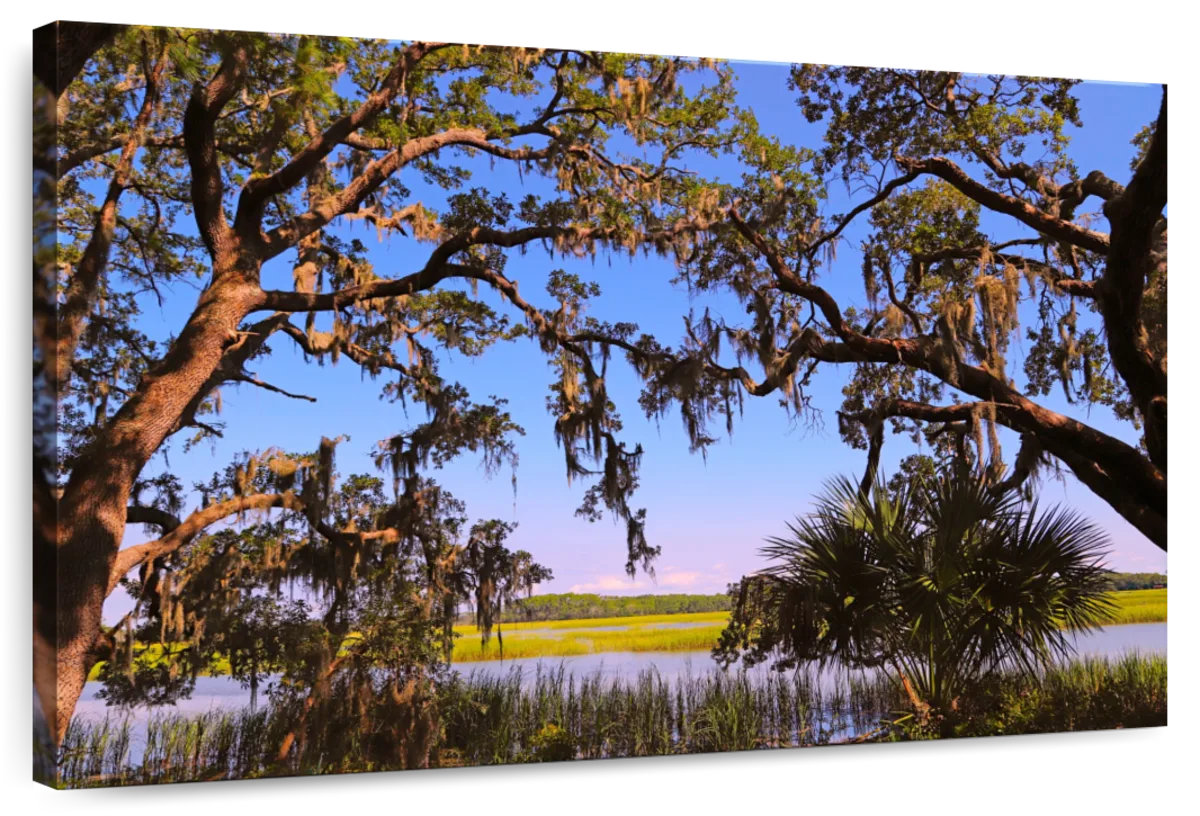 Latitude Run® Lowcountry Marsh Oak Trees | Wayfair