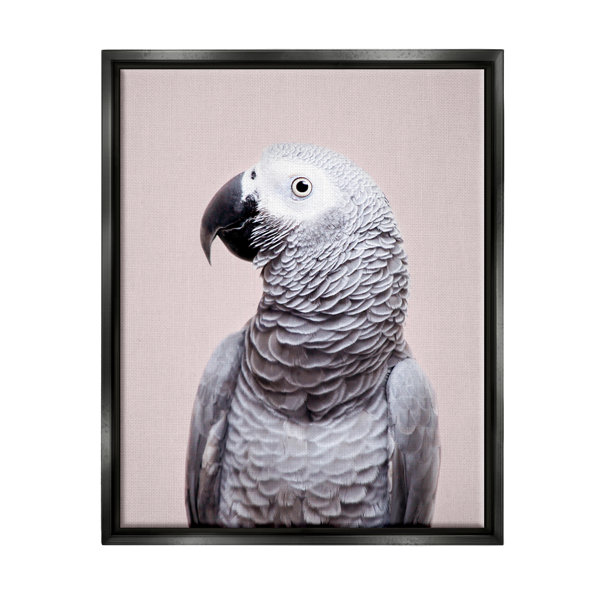 Stupell Industries African Gray Parrot Portrait Framed On Canvas by ...