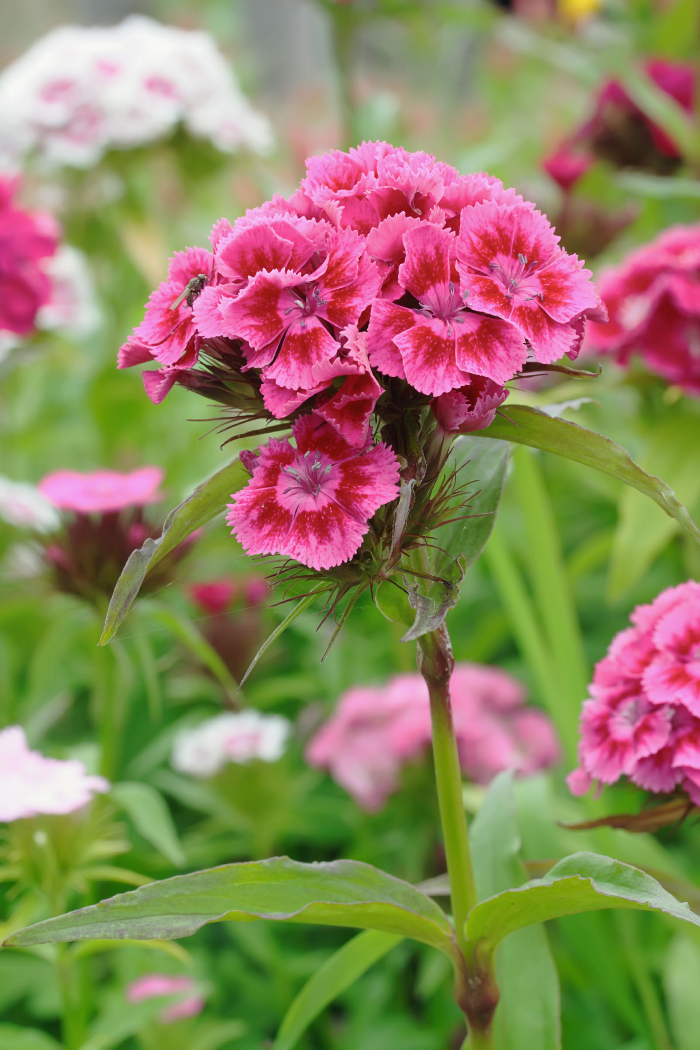 Ebern Designs Sweet William Flowers by Gala Kan - Wrapped Canvas ...