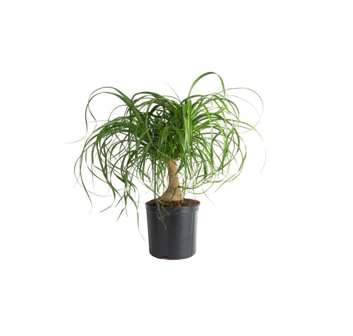 Costa Farms Indoor Ponytail Palm House Plant in 10-inch Nursery Pot ...