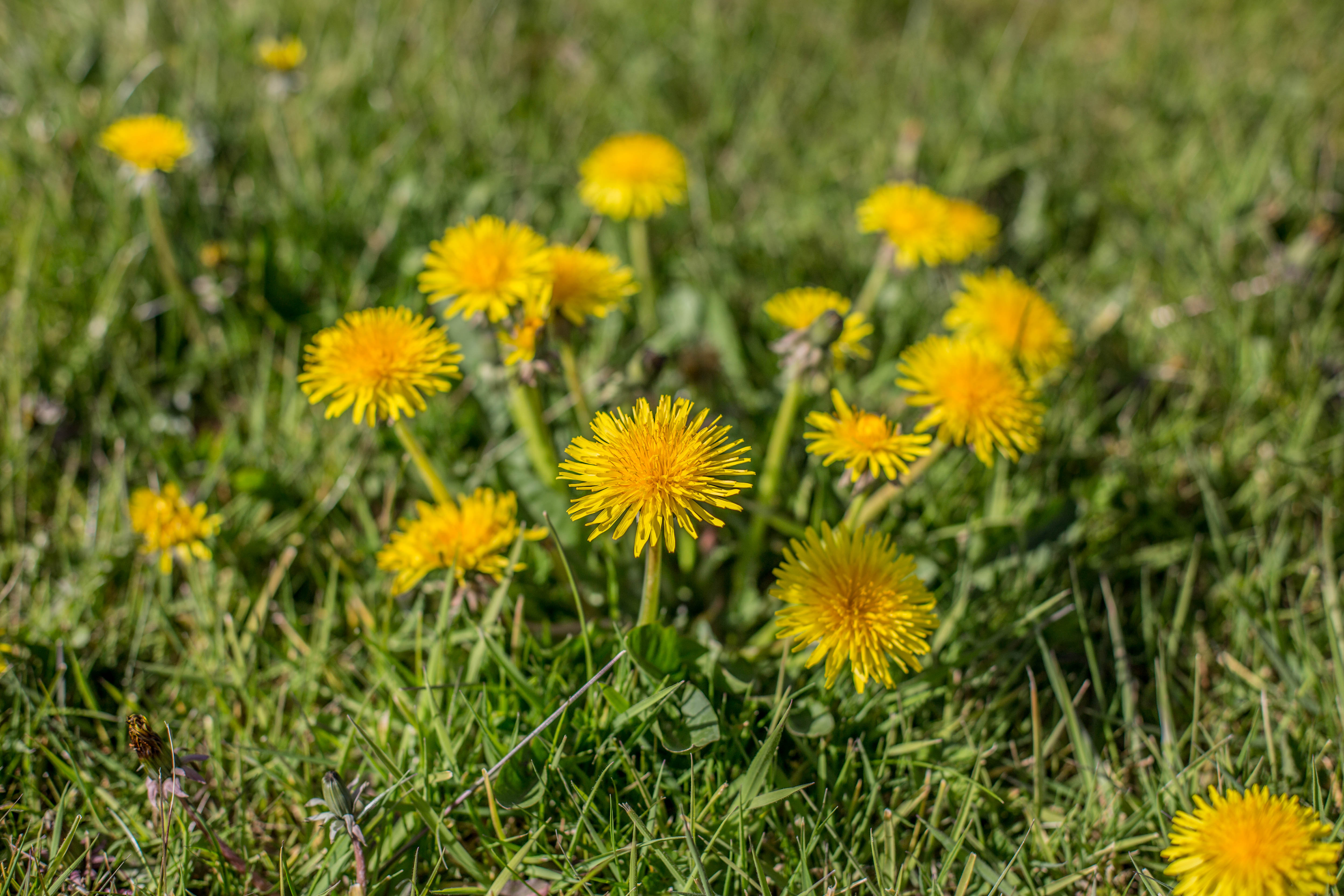 Hokku Designs Dandelion Weeds | Wayfair