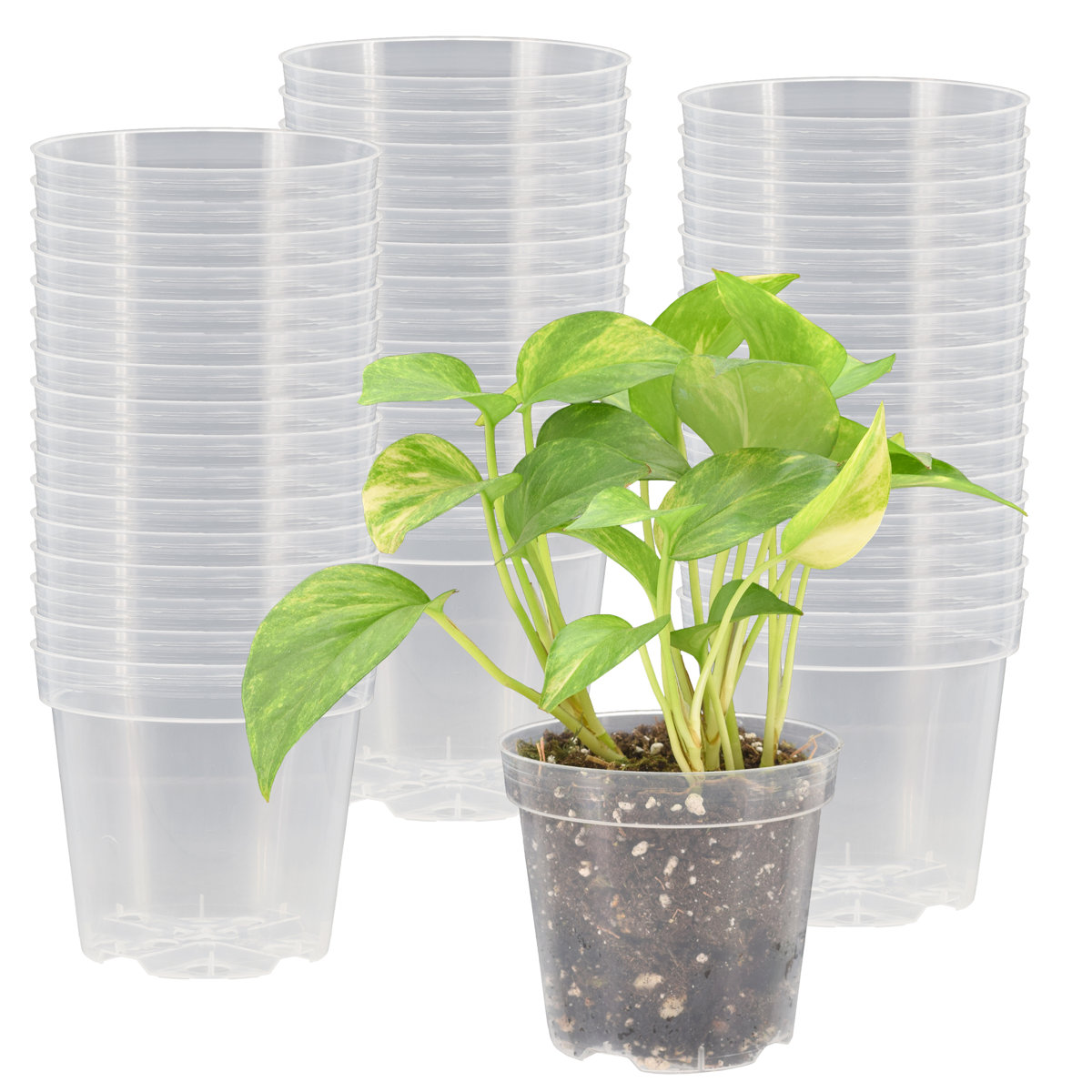 Wrought Studio 4" Standard Grow Pot - Clear - 50 Pack - Wayfair Canada