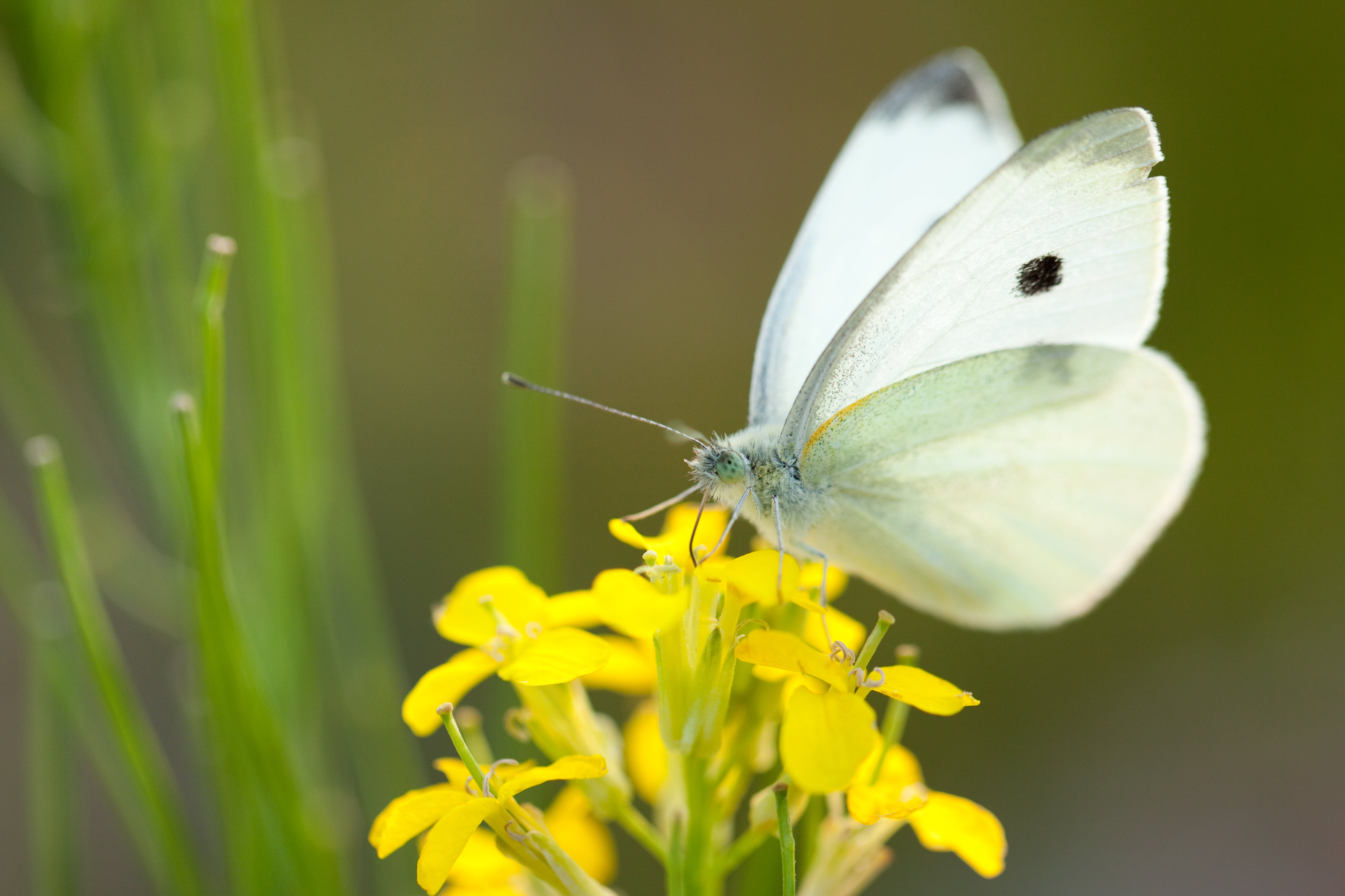 Gracie Oaks Emmori White Butterfly by Markmirror | Wayfair