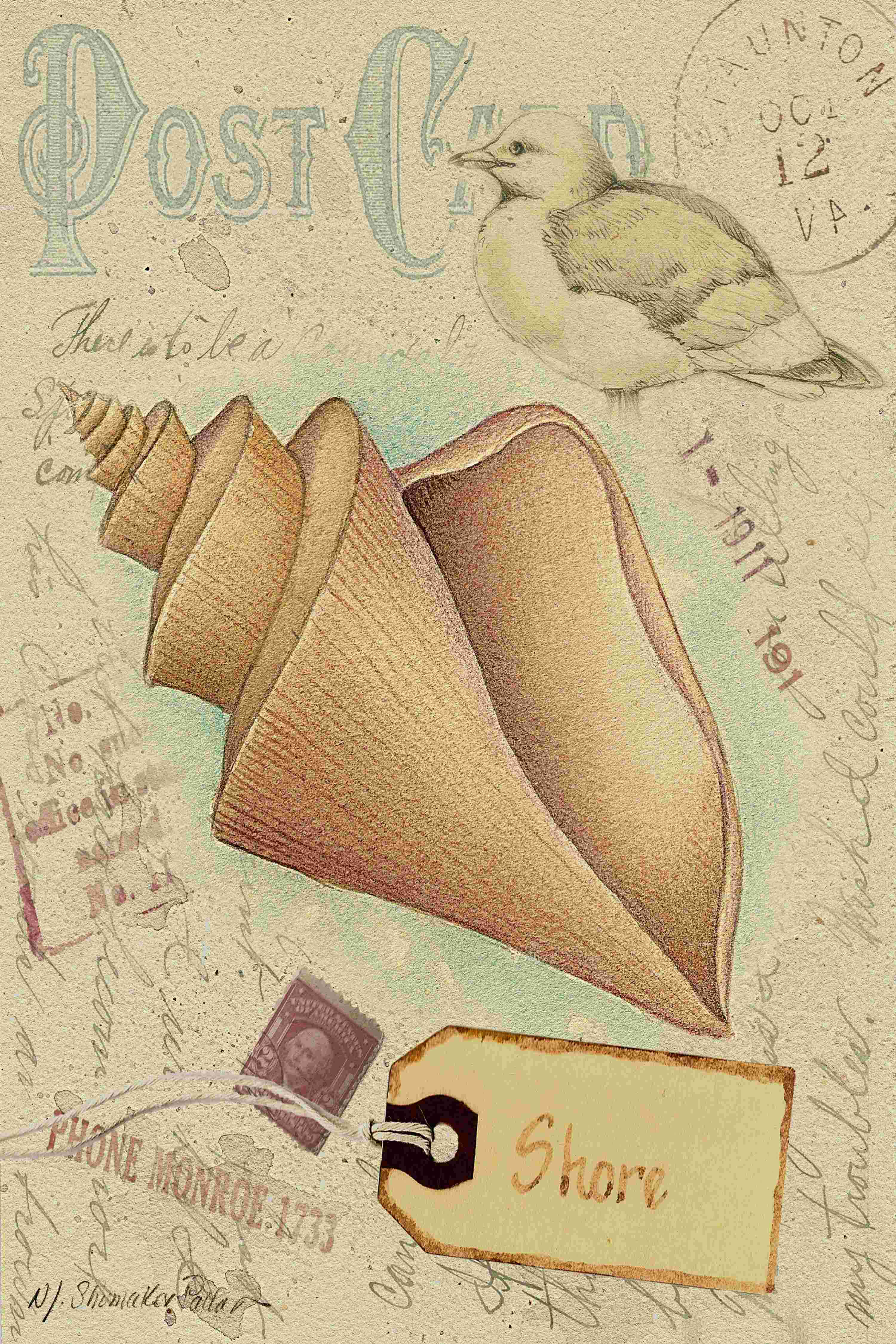 One Allium Way Postcard Shells III by Nancy Shumaker Pallan - Wrapped ...