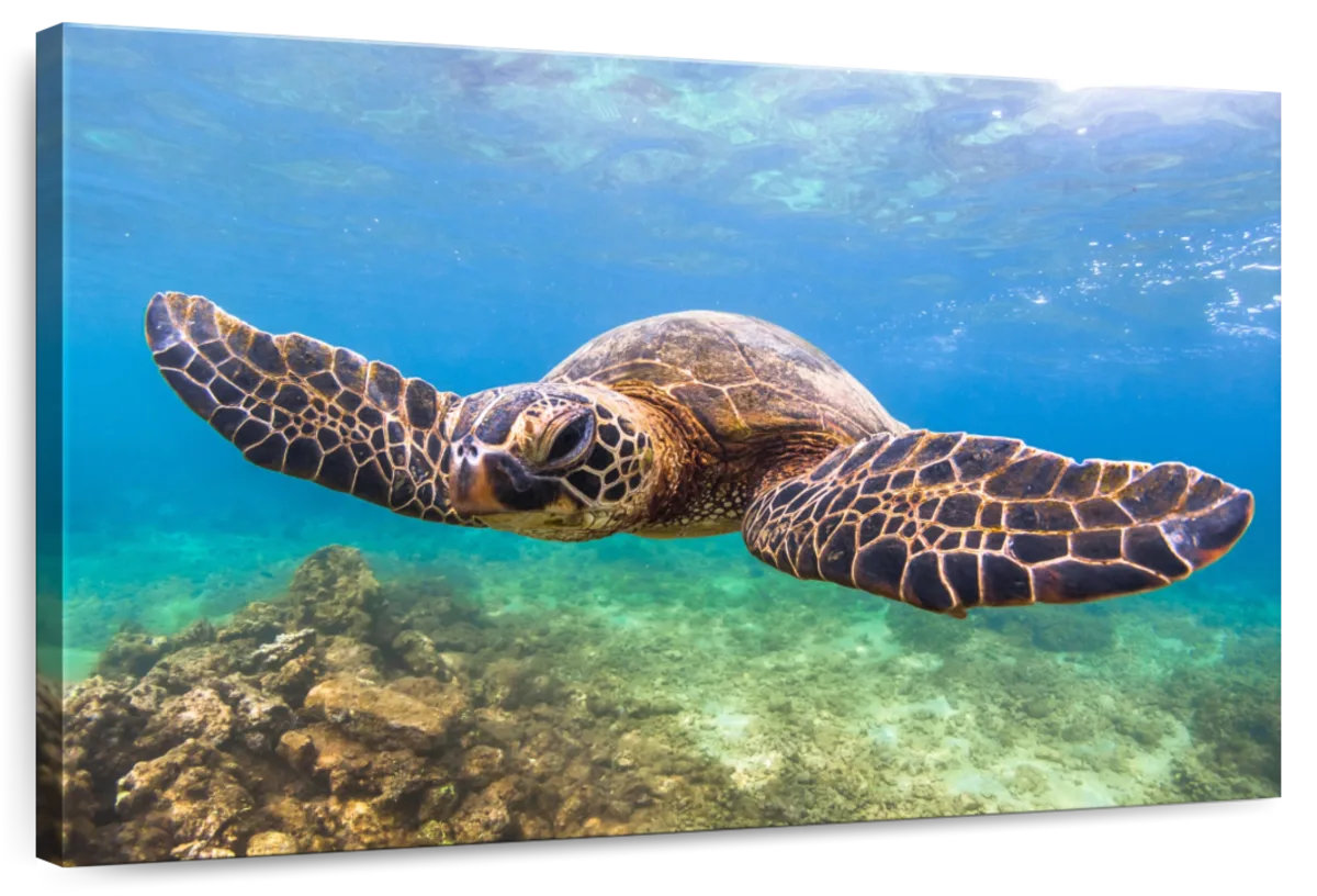 Ebern Designs Crowle Flapping Turtle | Wayfair