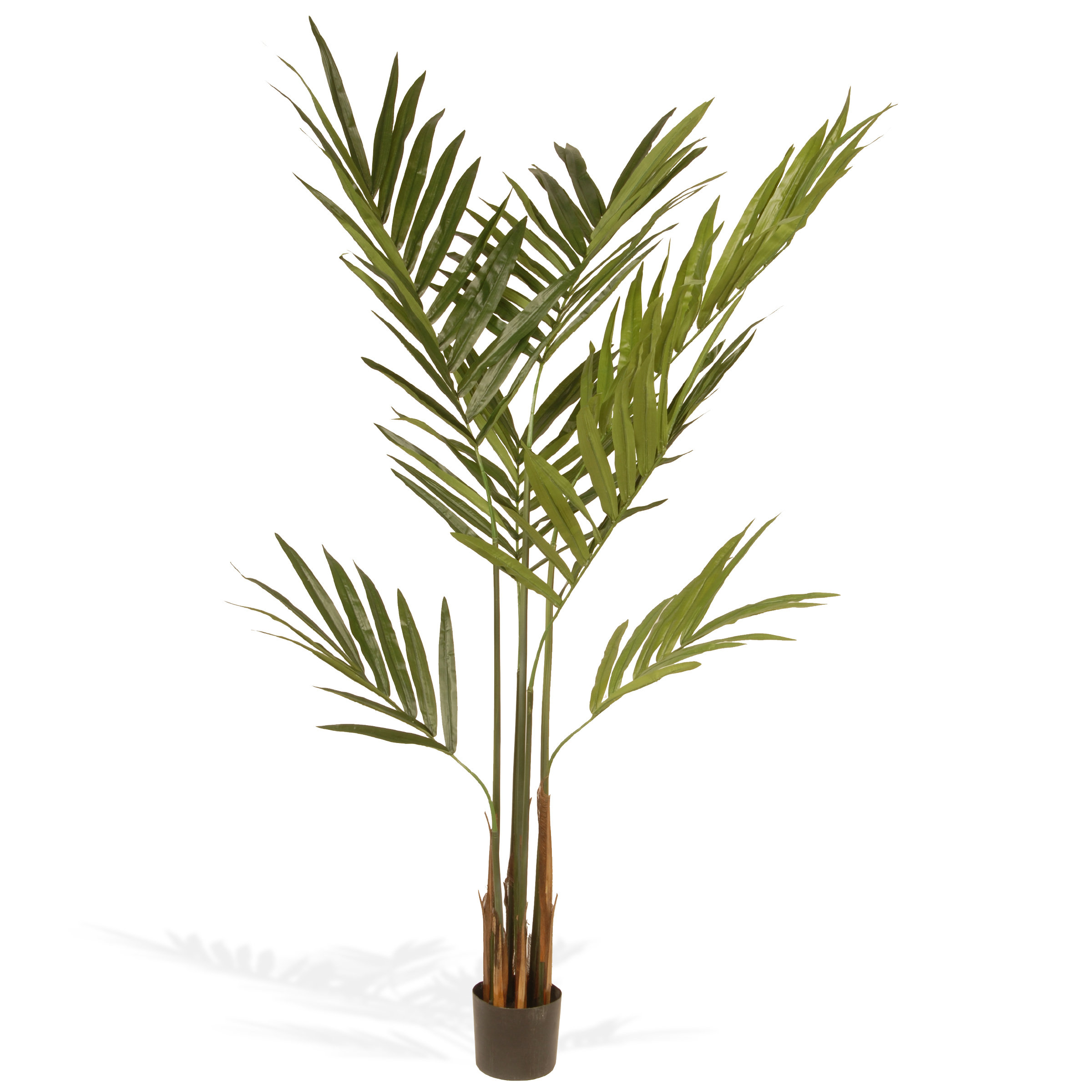 Primrue 6 Ft. Potted Kentia Palm Tree & Reviews | Wayfair
