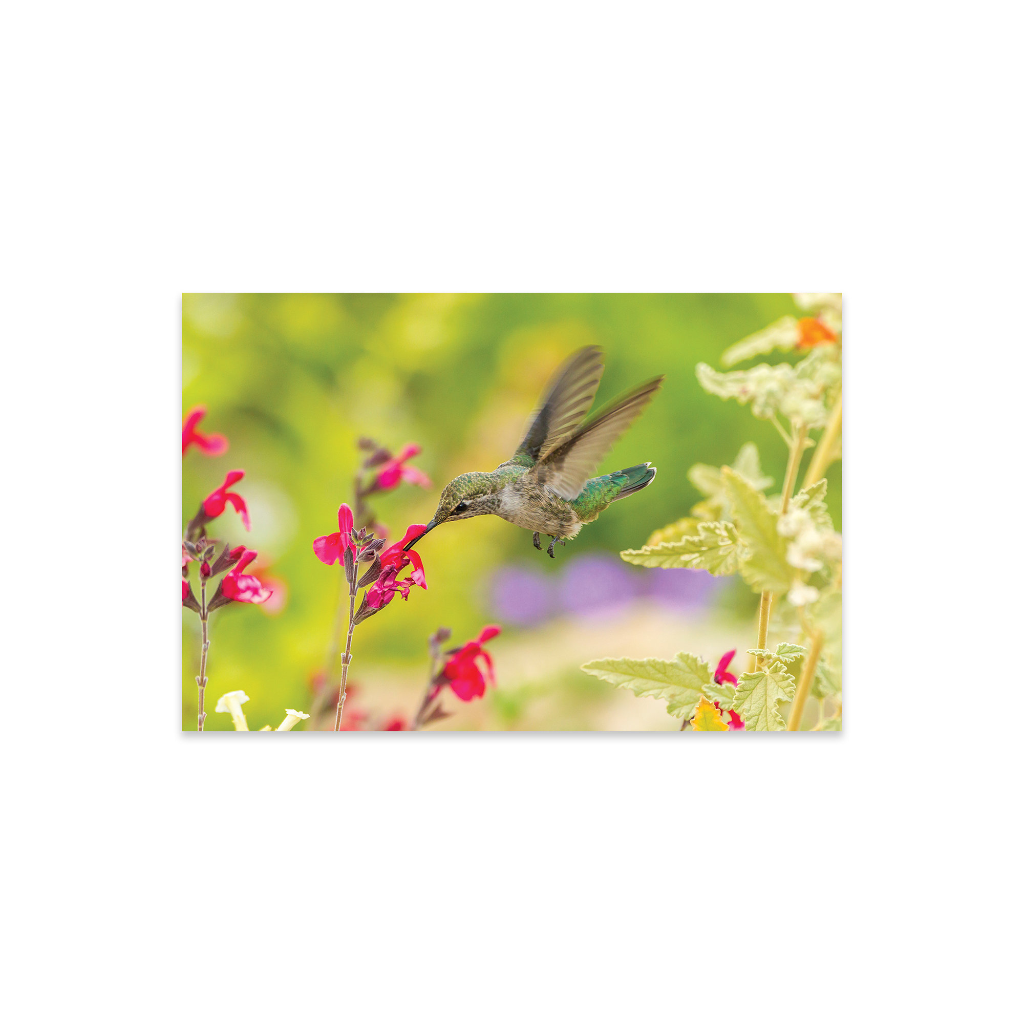 Ebern Designs USA, Arizona, Desert Botanic Garden. Feeding Hummingbird ...