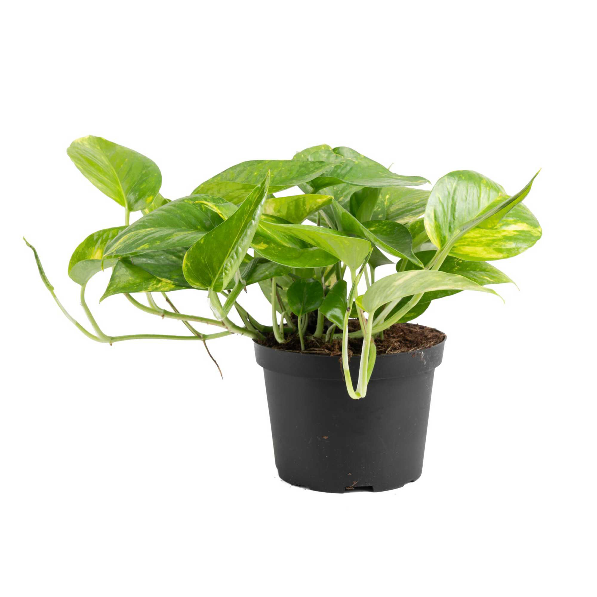 Costa Farms Indoor Devil's Ivy Golden Pothos House Plant in 6-inch Grow ...