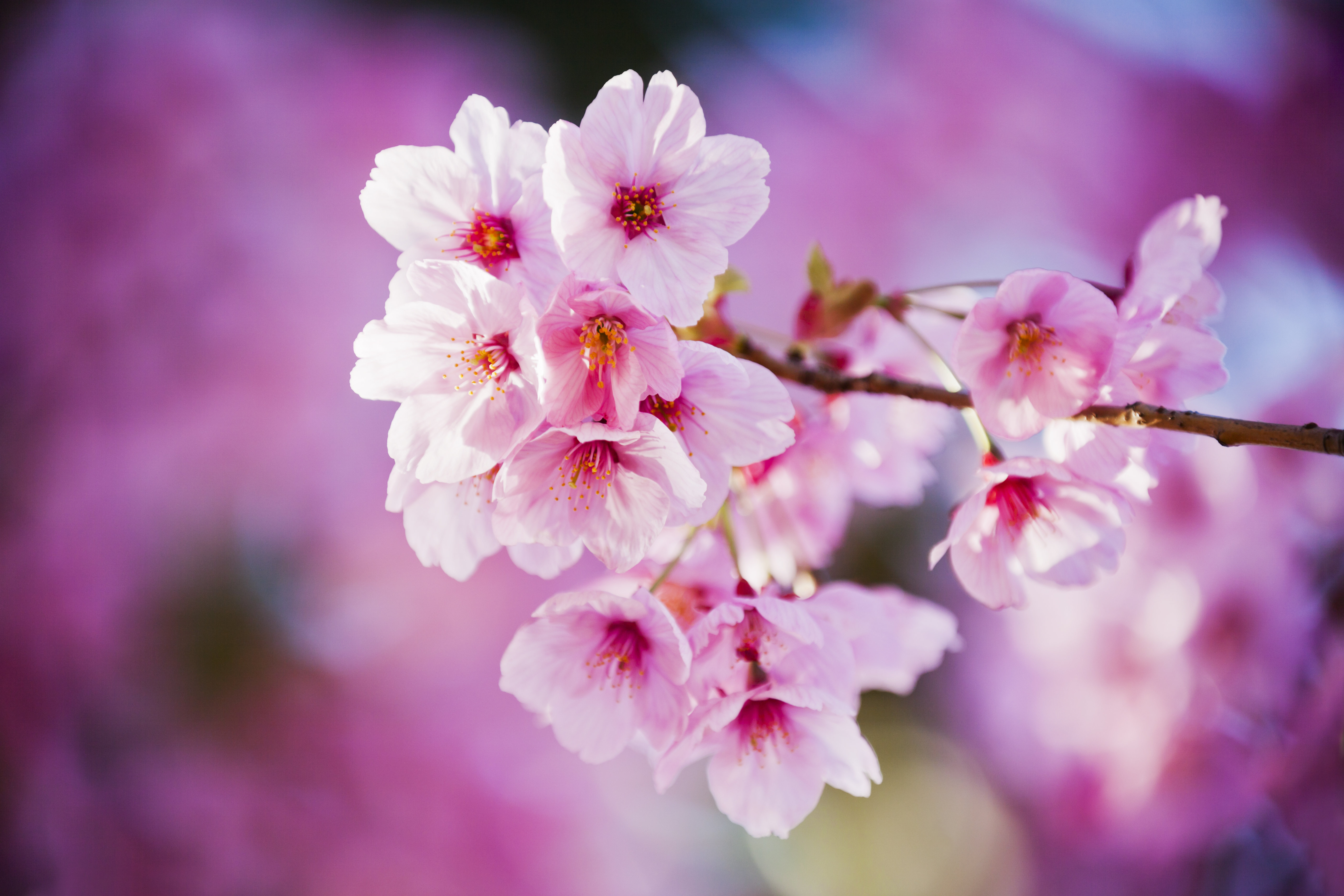 ModernMoments Pink Cherry Blossoms - Print | Wayfair.co.uk