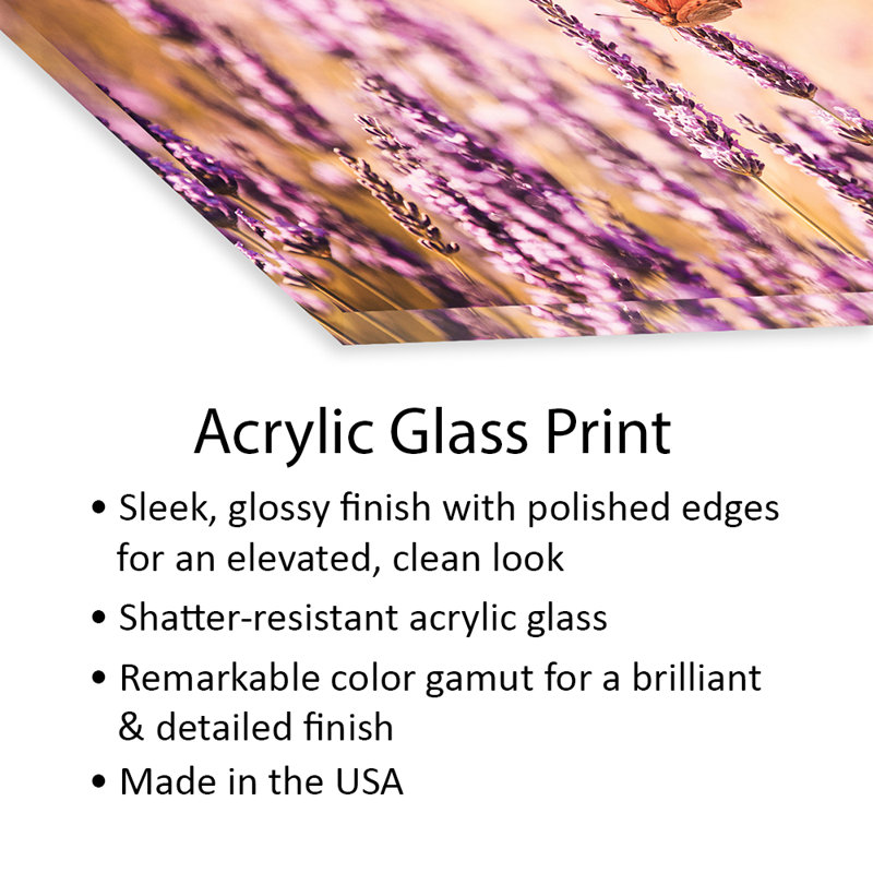 Latitude Run® Harjovan Butterfly in Lavender Field, Provence, France by ...