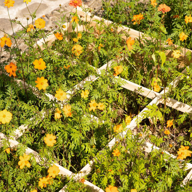 Arlmont & Co. Roswell Raised Garden Bed Kit with 9 Growing Grid, Wooden ...