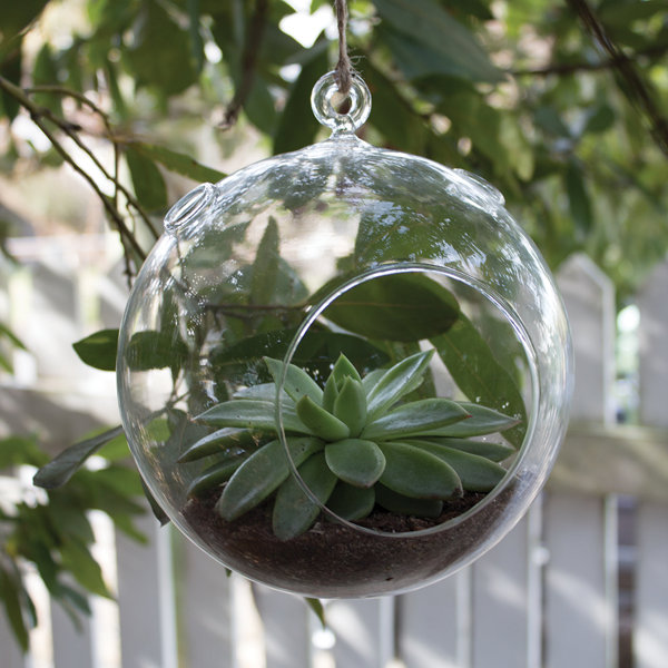 Wrought Studio Bramber Glass Hanging Planter & Reviews | Wayfair