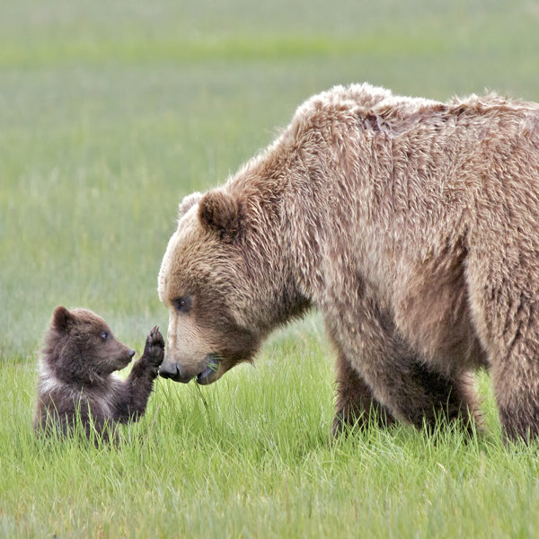 Natur Pur Grizzly Bear And Cub by Pegbec2 - Wrapped Canvas Print ...