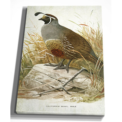 Alcott Hill® " Aviary Drawing III " on Canvas | Wayfair