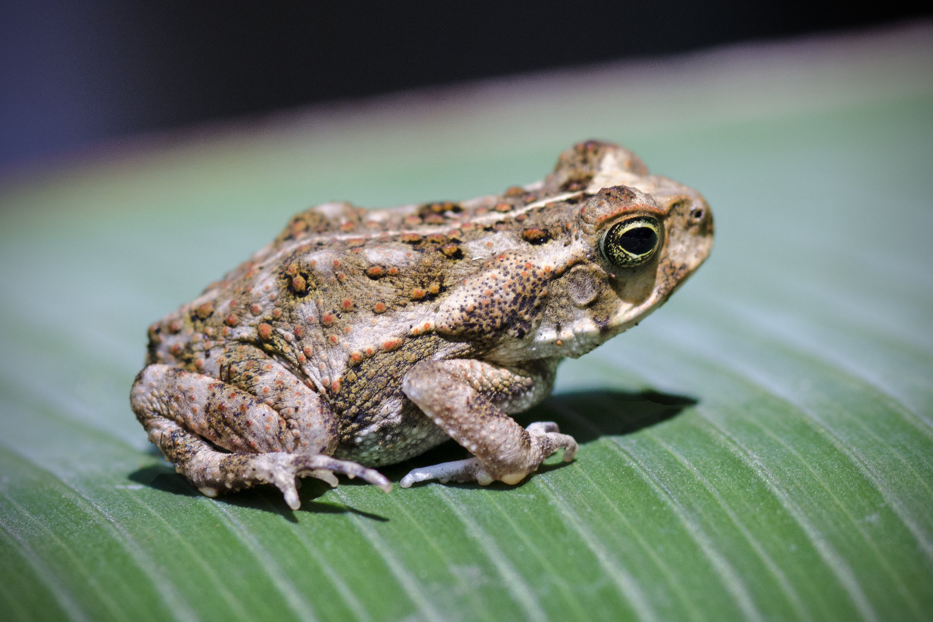 Latitude Run® Young Cane Toad by Nnehring - Wayfair Canada