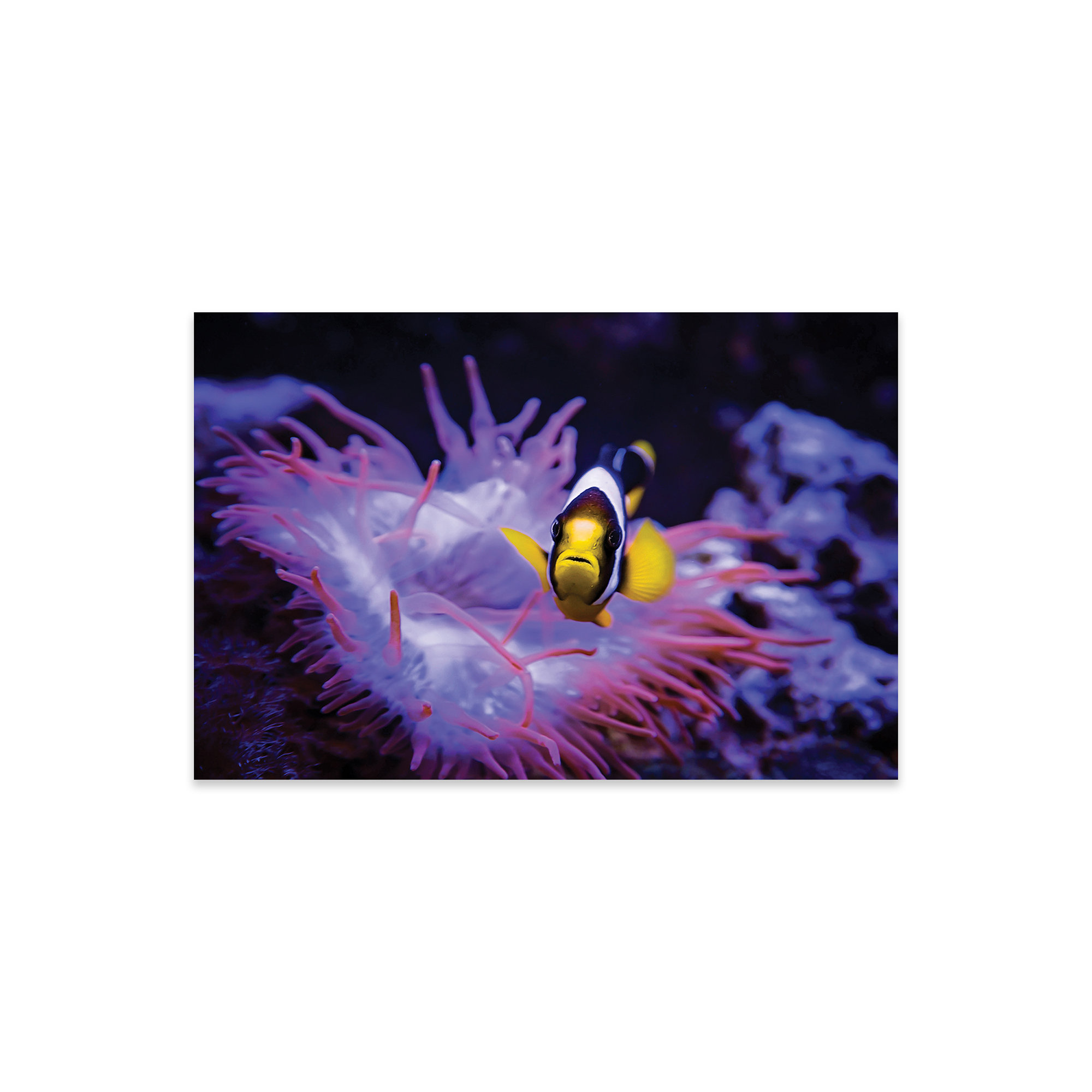 Highland Dunes Madagascar Anemone On Plastic/Acrylic by Karen Burke ...
