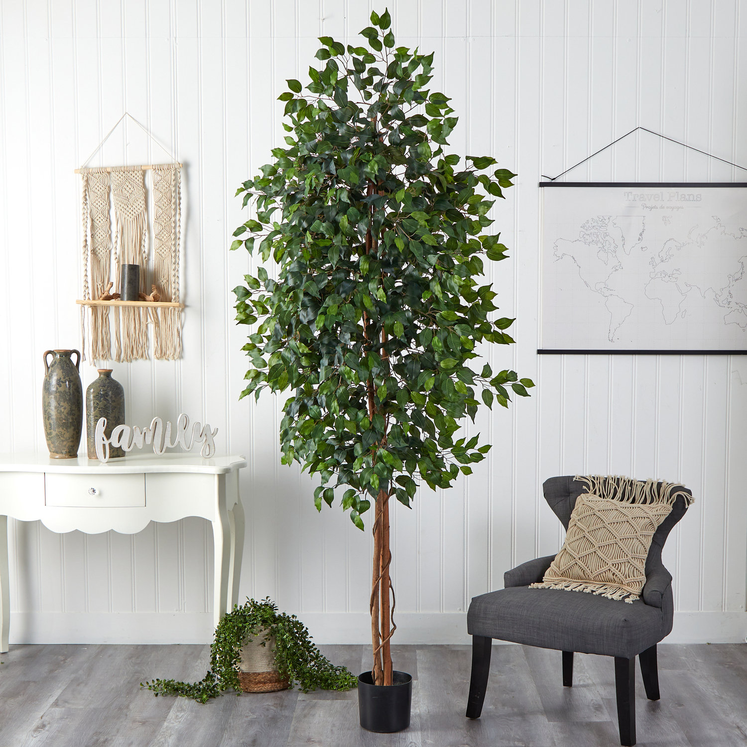 Primrue 8ft. Ficus Tree | Wayfair