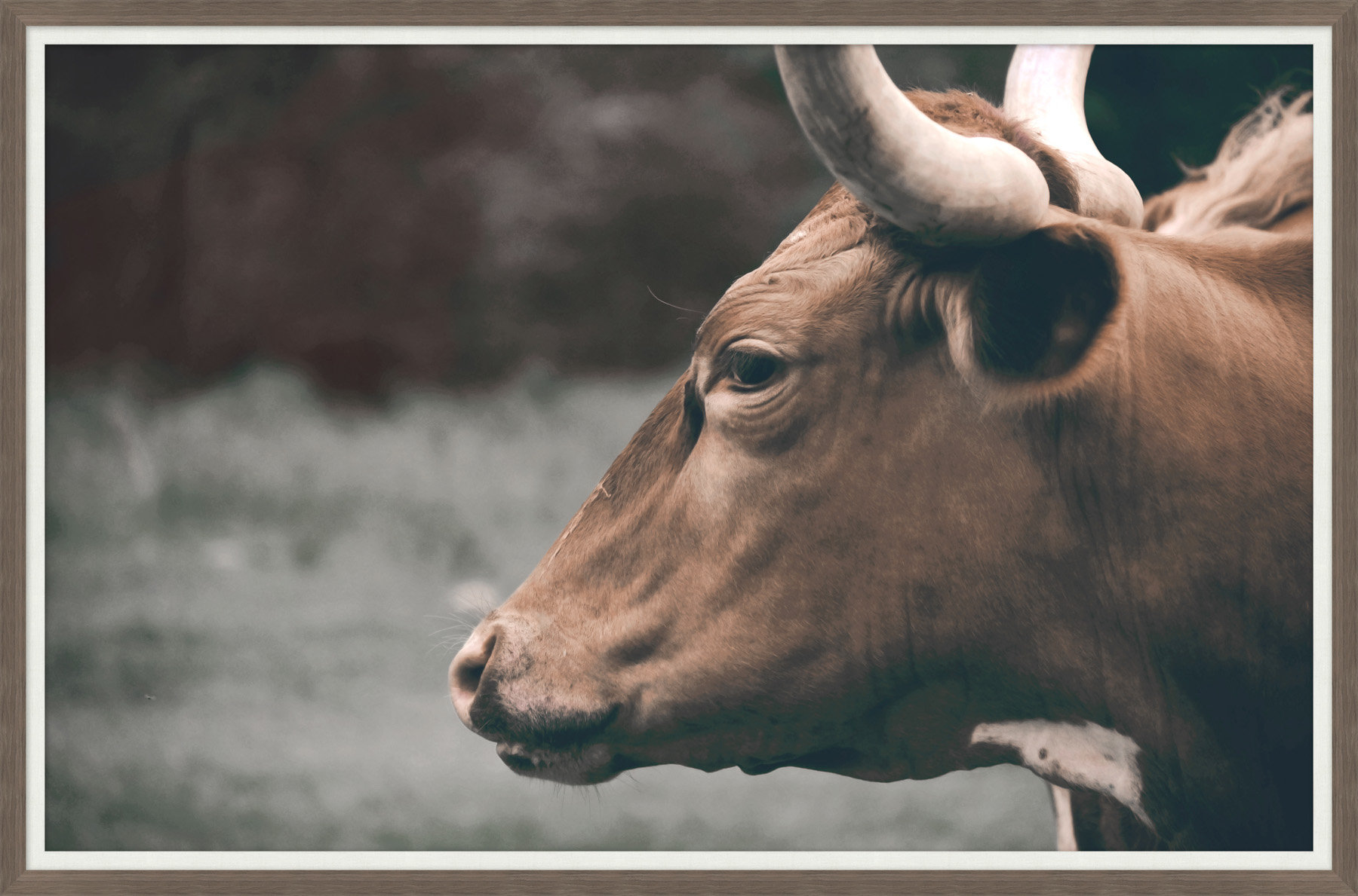 Wendover Art Group Gazing Bull by Nathan Turner - Picture Frame ...