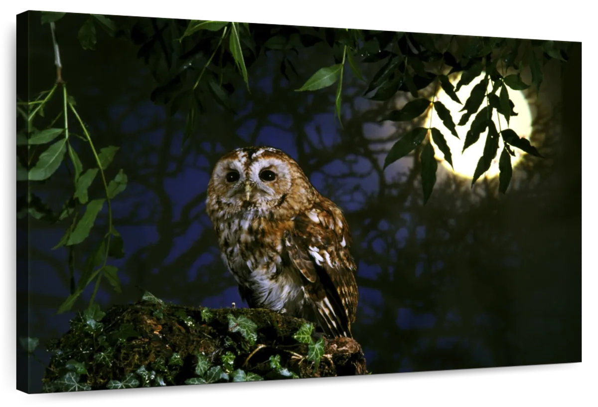 Ebern Designs Brampt Tawny Owl | Wayfair