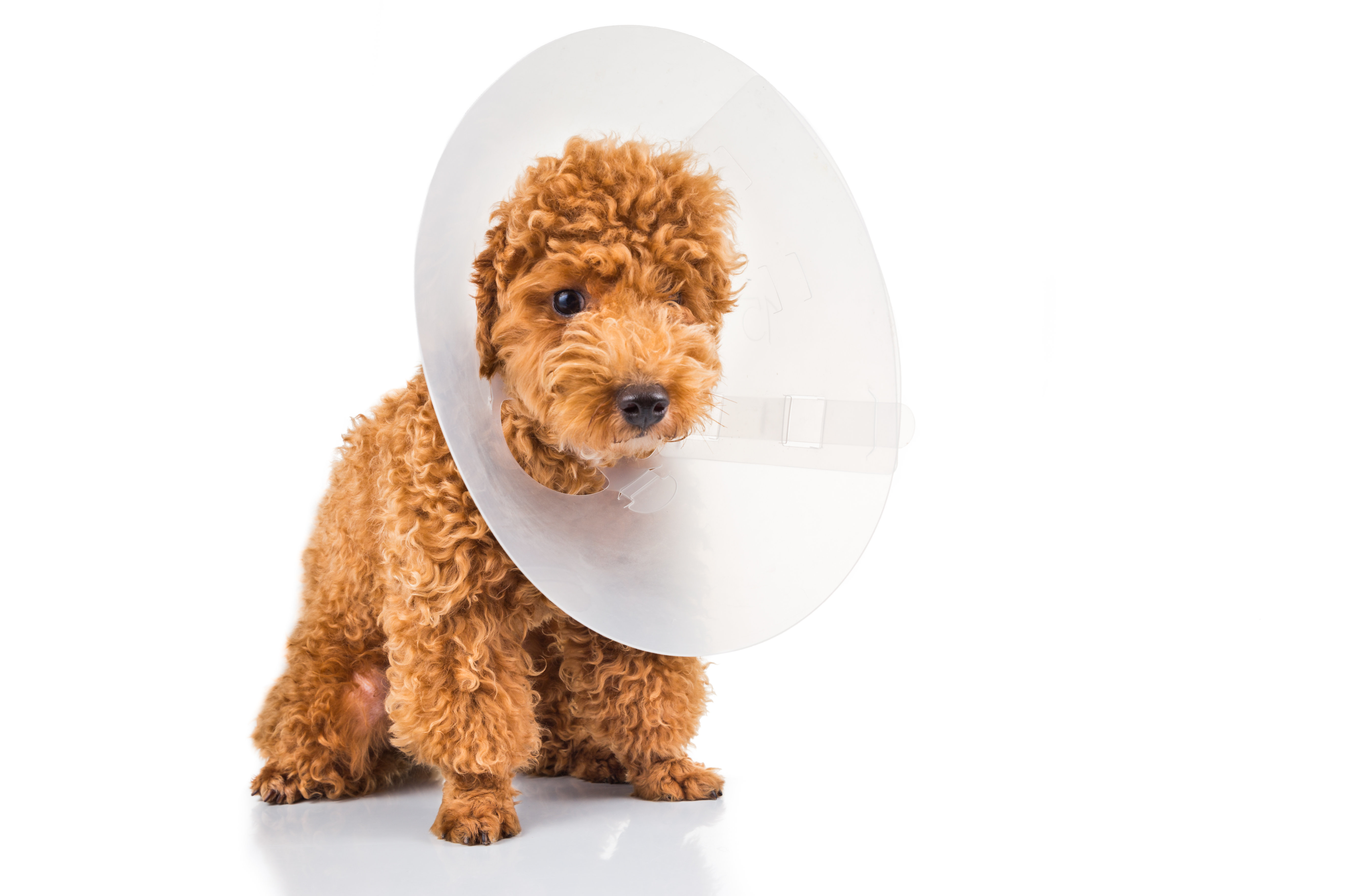 Latitude Run® Sad Poodle by Thamkc - Wrapped Canvas Photograph ...