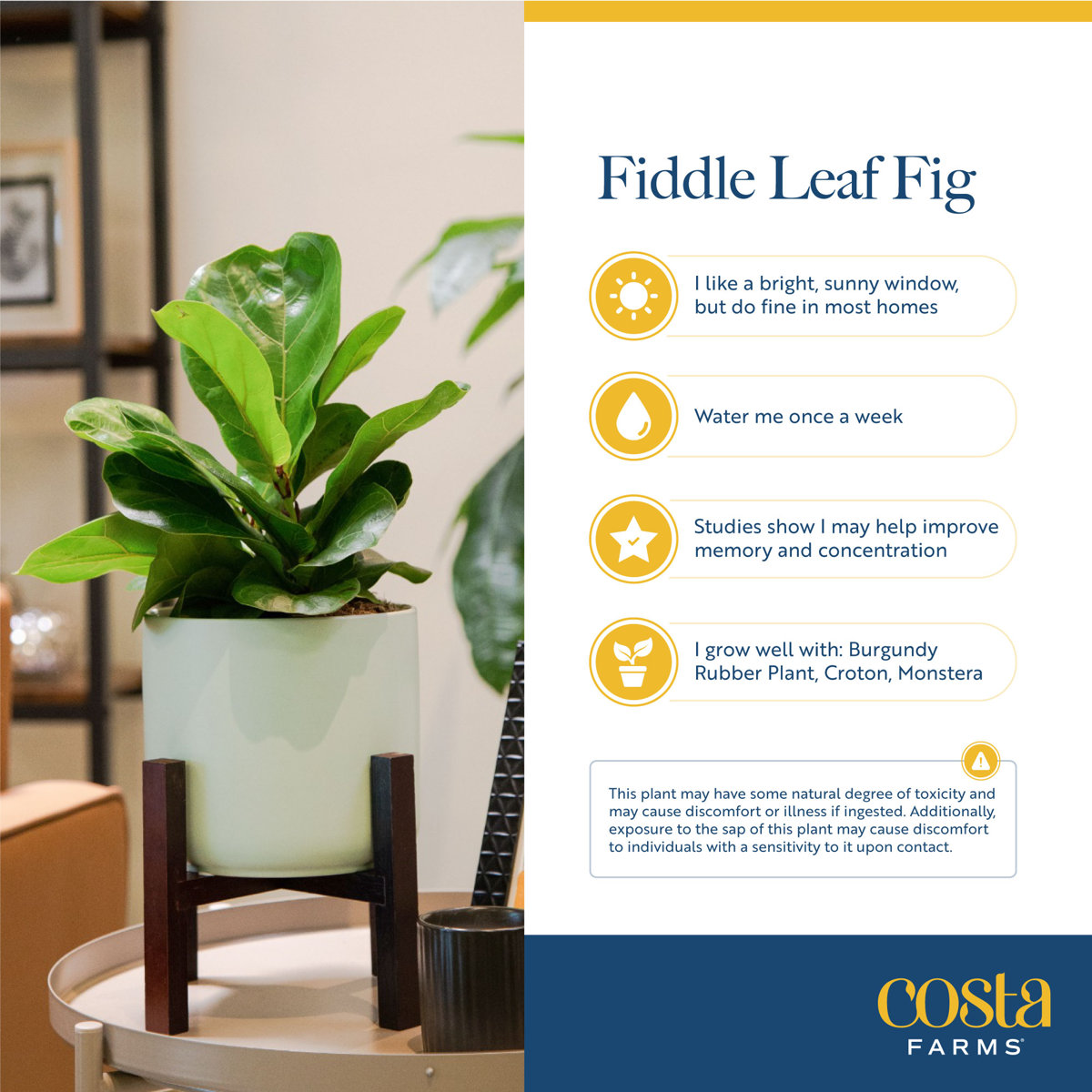 Costa Farms Indoor Fiddle Leaf Ficus Lyrata House Plant in Pot ...