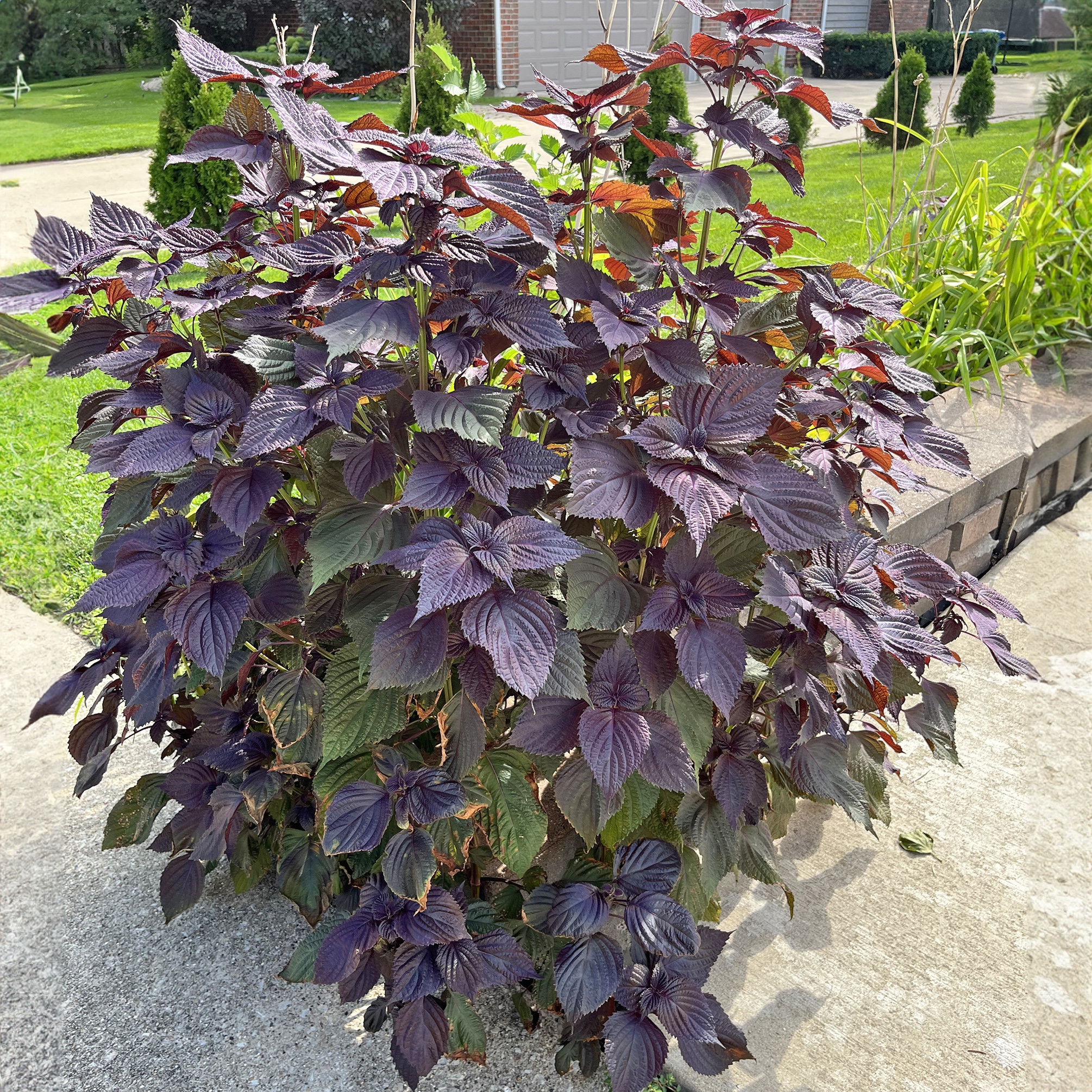 Primrue 2 Pack Purple Perilla Live Plant 24" Tall Zi Su Shiso Asian ...