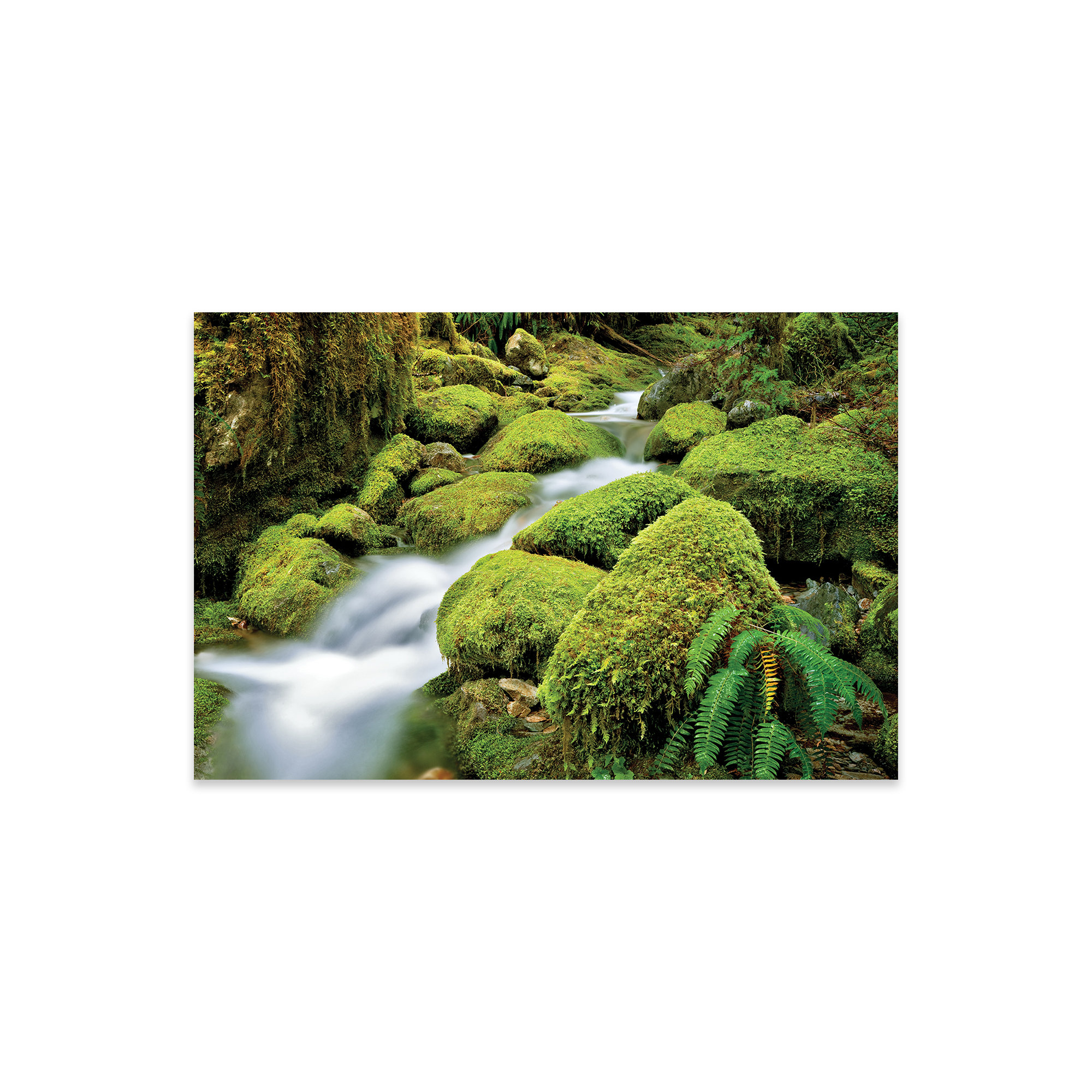 Ebern Designs Quiet Stream Print On Acrylic Glass - Wayfair Canada