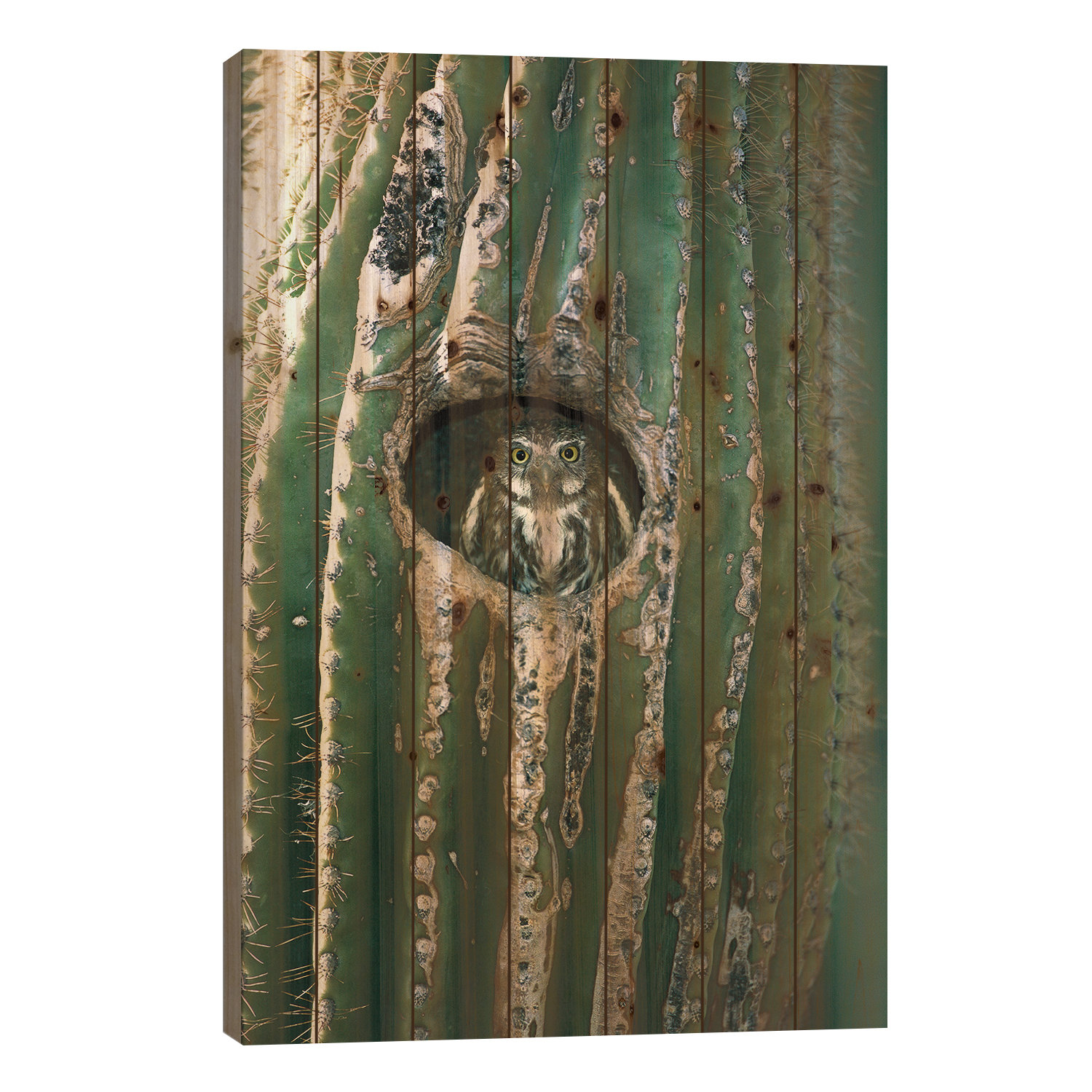 Millwood Pines Ferruginous Pygmy Owl Adult Peering out from Nest Hole ...