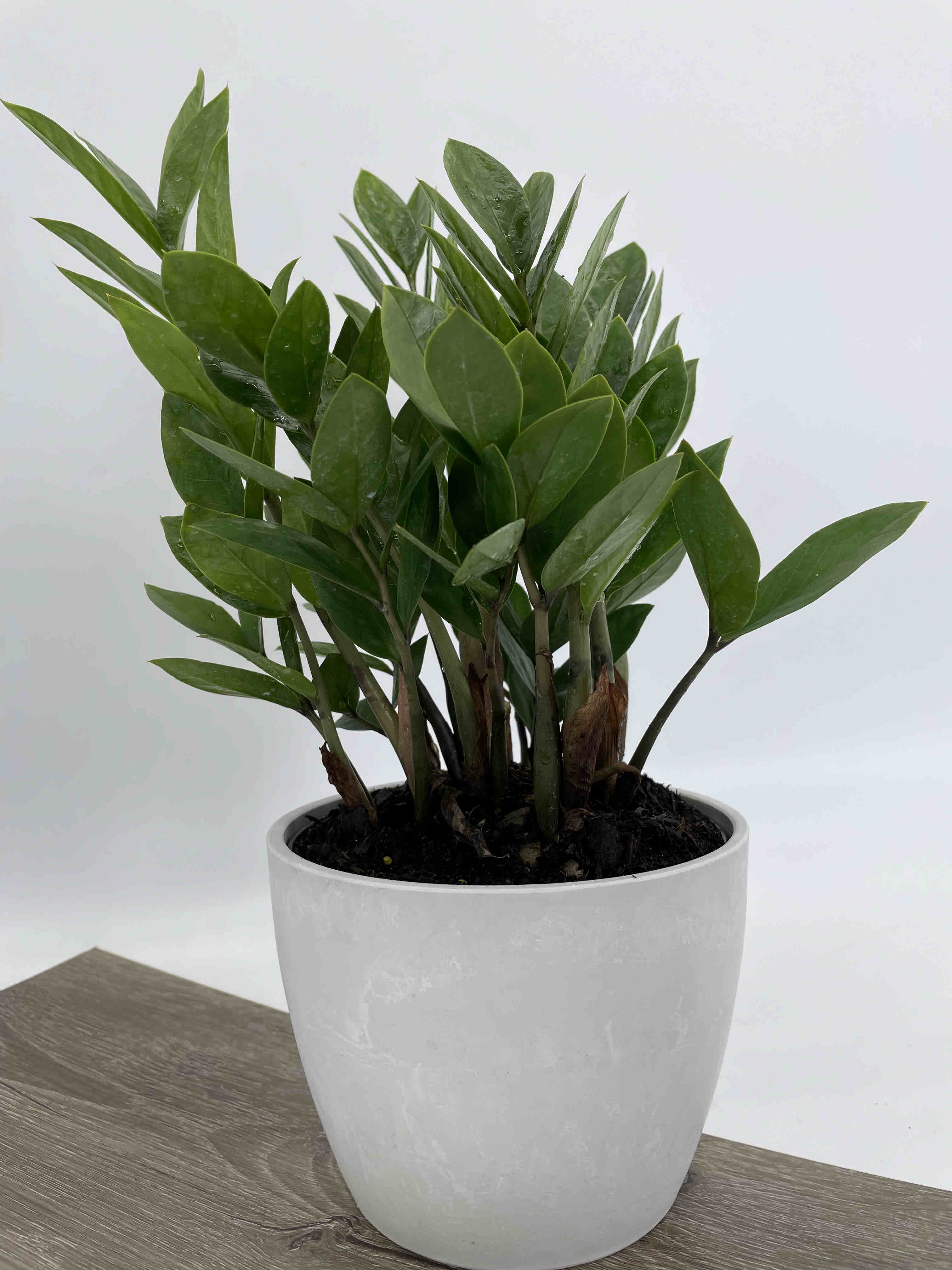 Primrue Byrd 16" Live ZZ Plant in Pot | Wayfair