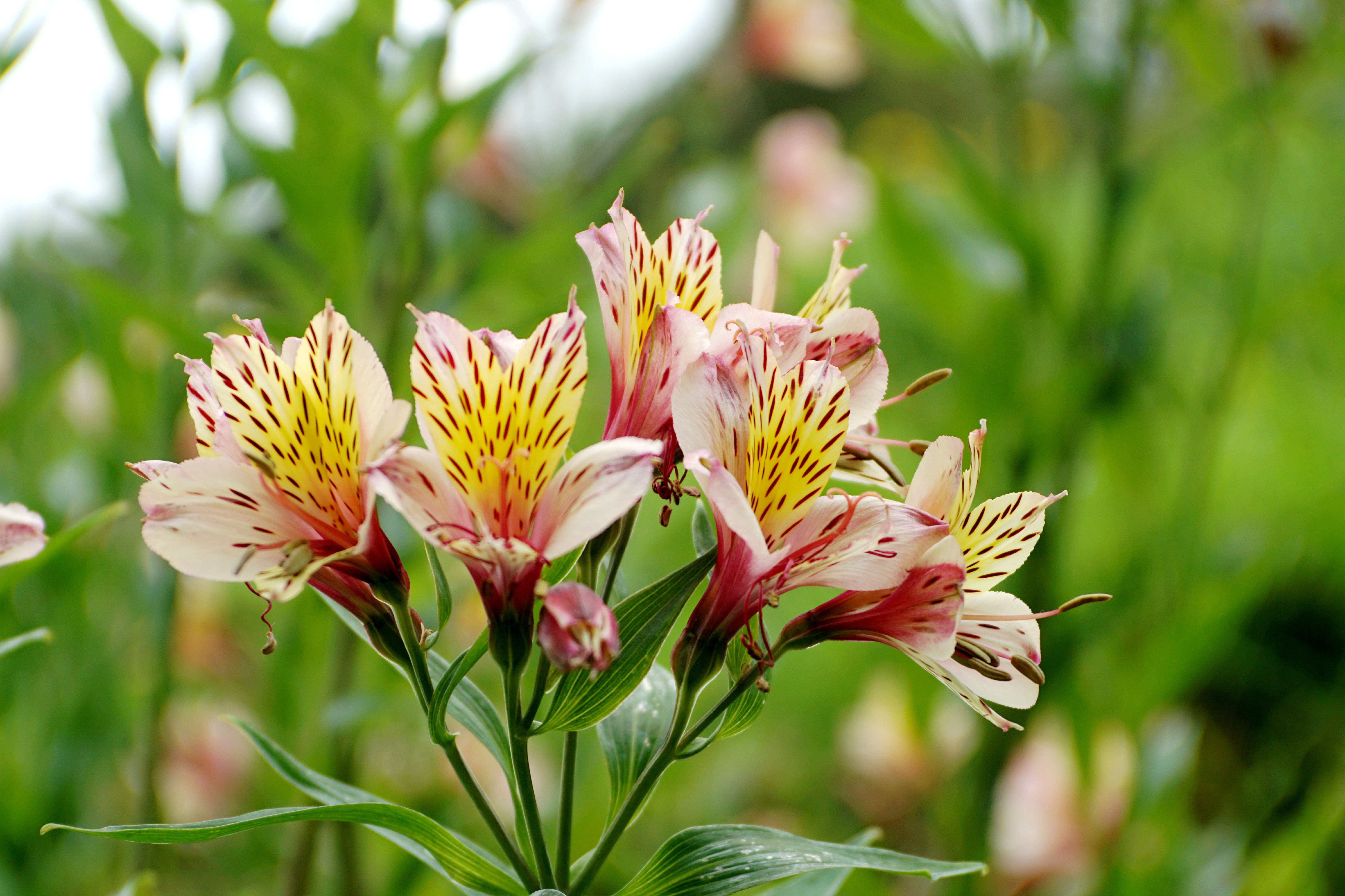 Ebern Designs Peruvian Lilies by - Wrapped Canvas Photograph | Wayfair
