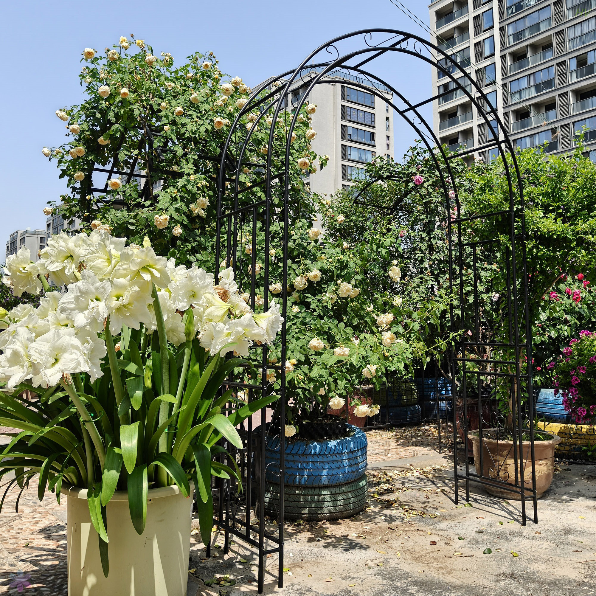 Ophelia & Co. Metal Garden Arch L59'' X W17.71'' X H90.55'' Climbing Plants Support Rose Arch ...