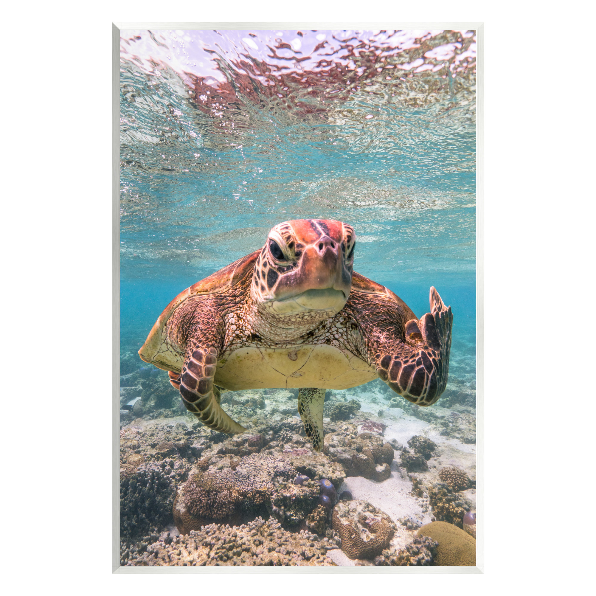 Stupell Industries Ba-402-Wood Angry Turtle Middle Finger by Mark ...