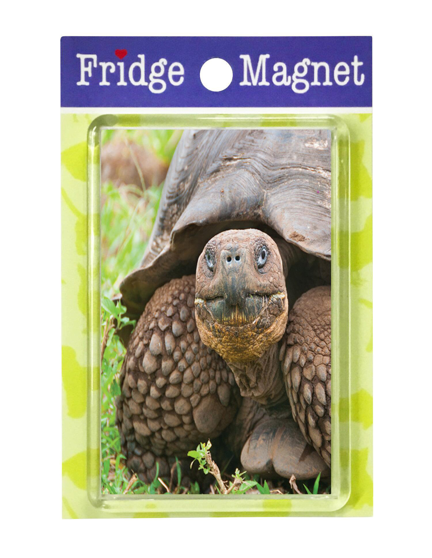 Happy Larry Perfect Pets Magnet - Tortoise | Wayfair.co.uk