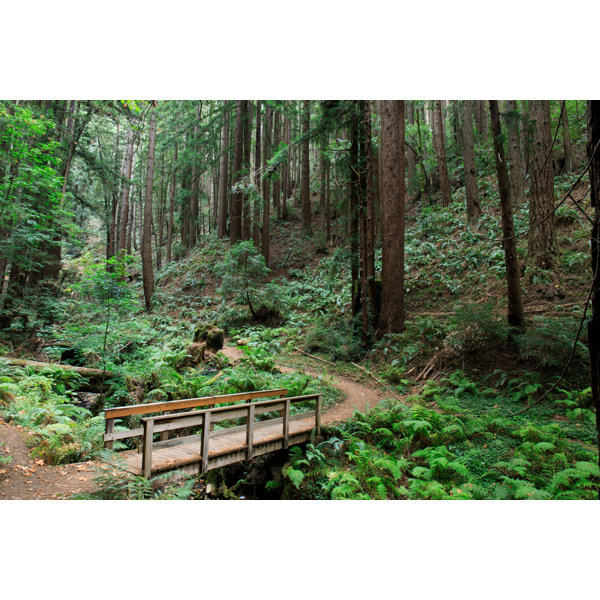 Millwood Pines Bridge To Redwood Forest On Canvas by Yhelfman Print ...