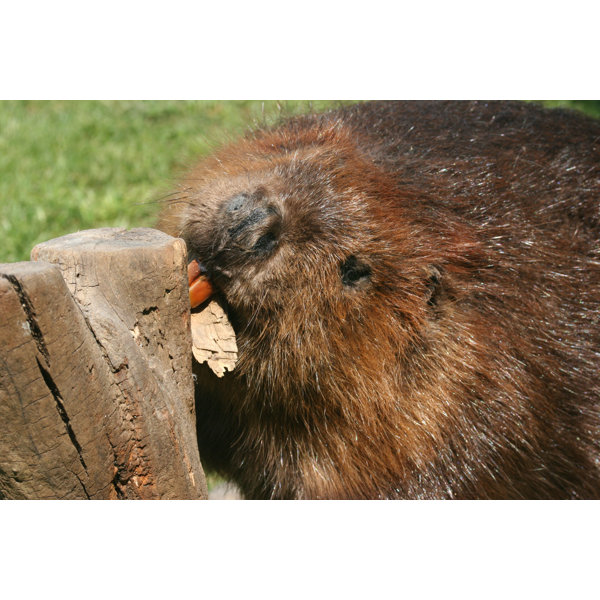 Alpen Home Beaver by Imagegrafx - Wrapped Canvas Photograph | Wayfair.co.uk